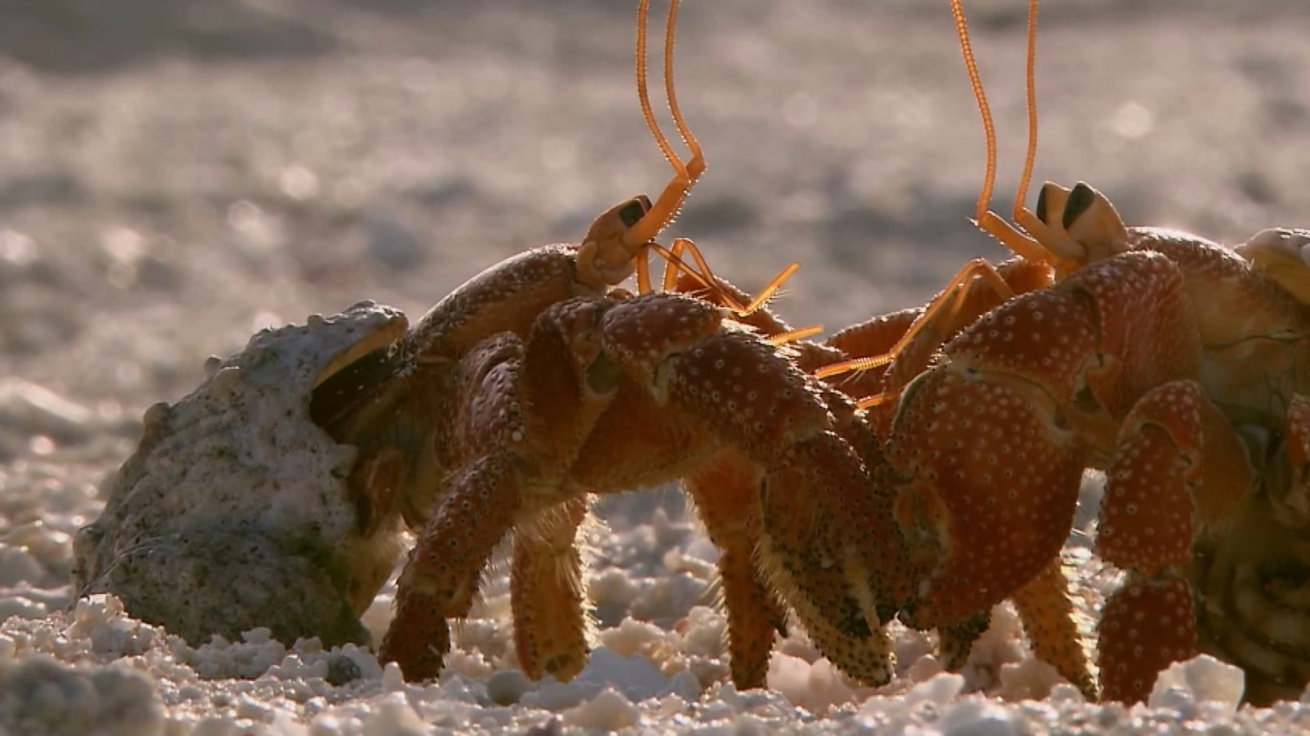 A group of crabs standing on top of a sandy beach photo – Free Beach ...