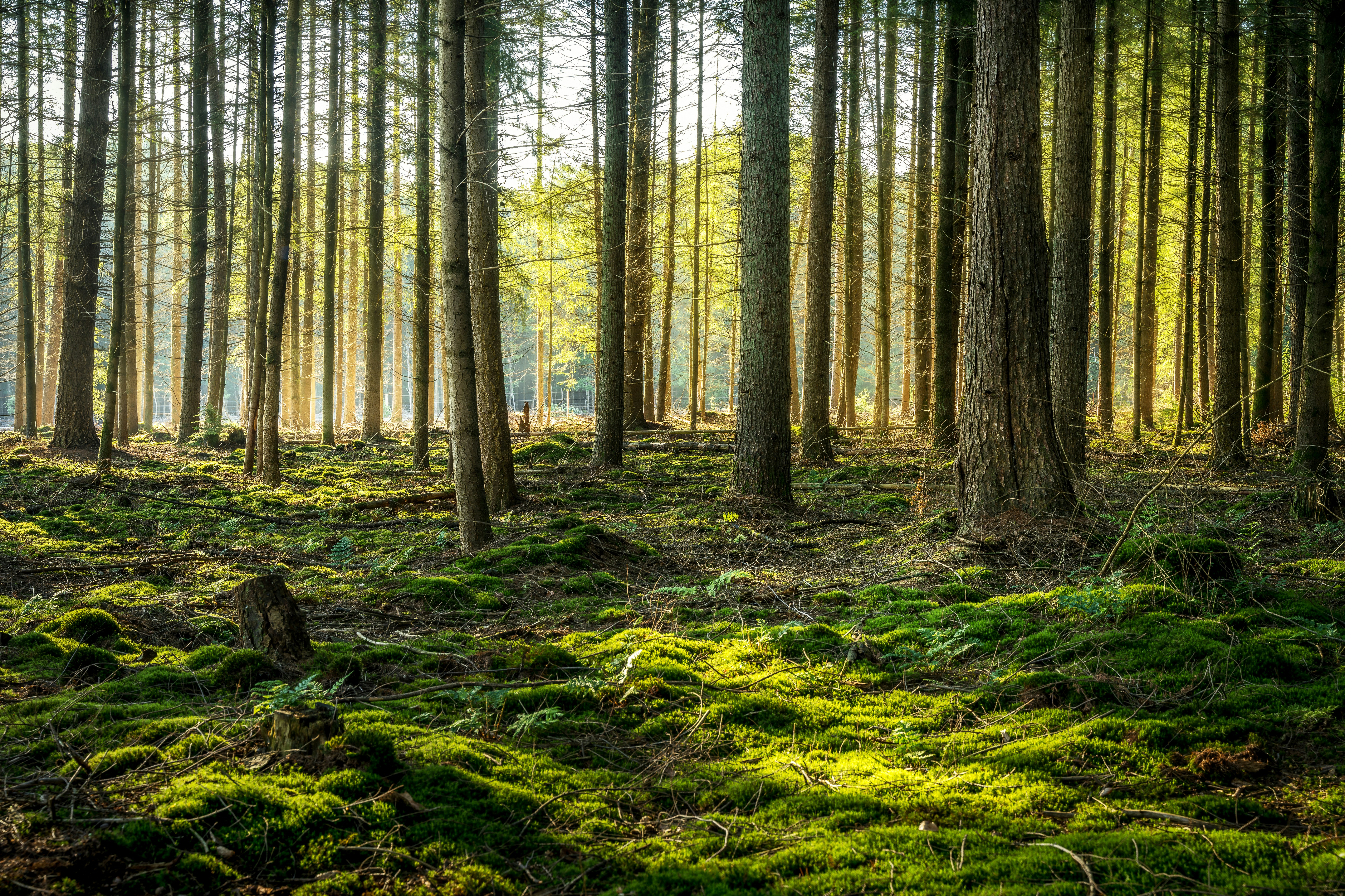 A forest filled with lots of tall trees photo – Free Sunset Image on ...
