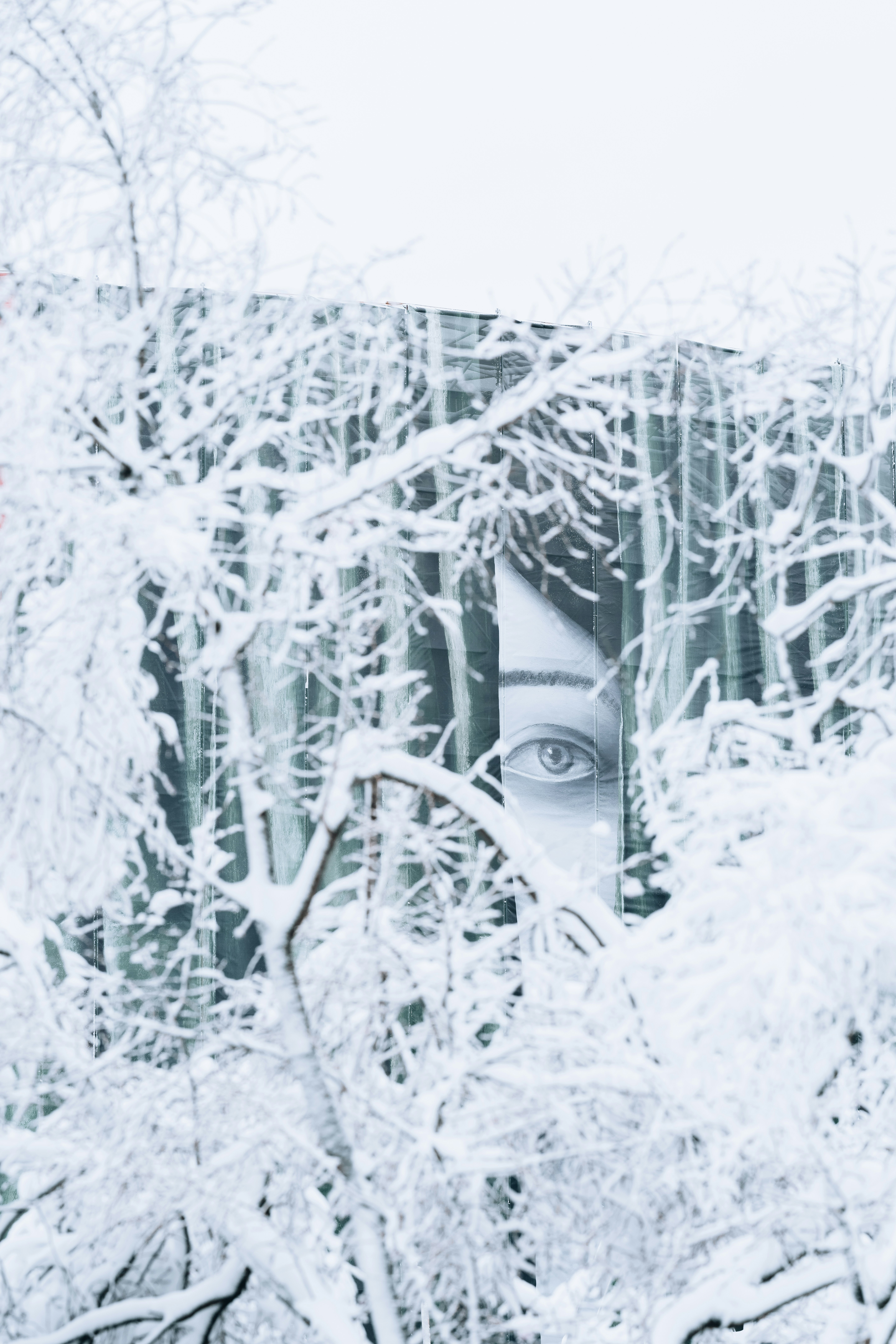 Glimpse Through a Frosted Veil: An Eye Behind Snow-Laden Branches