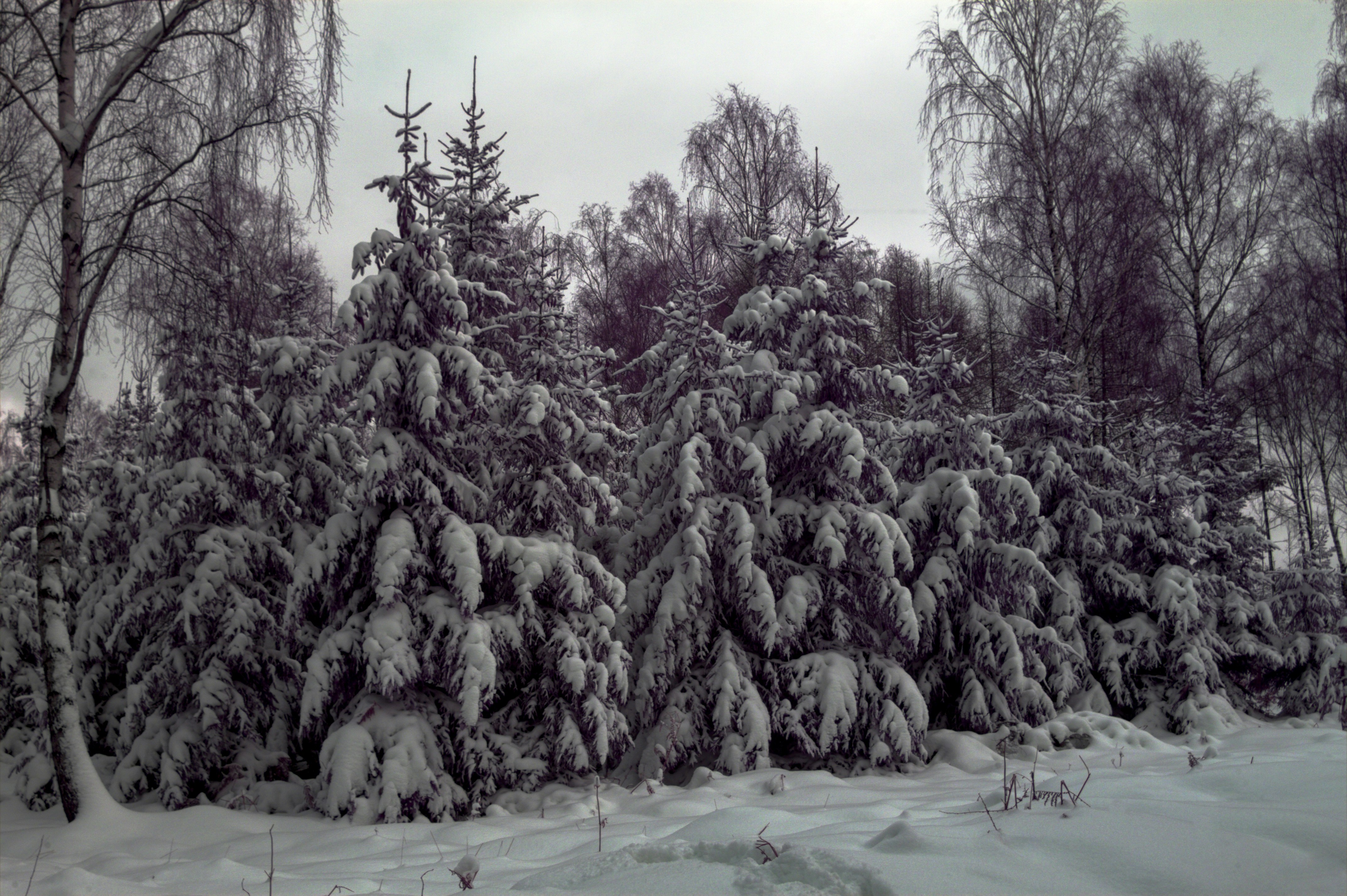 Snow-Crowned Pines: Quiet Sentinels Along a Snow-Blanketed Edge