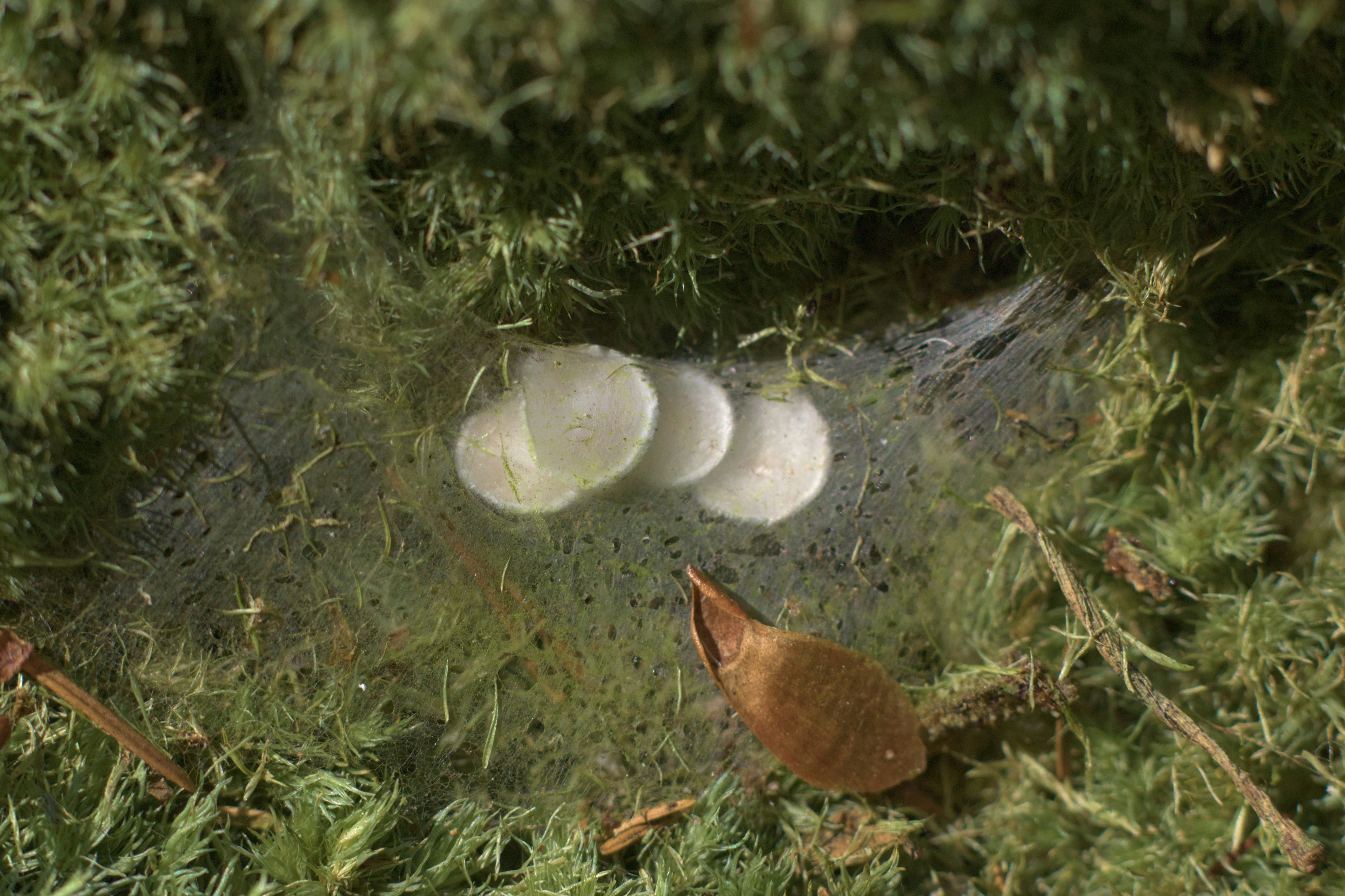 Photo by František G. with Canon EOS 77D