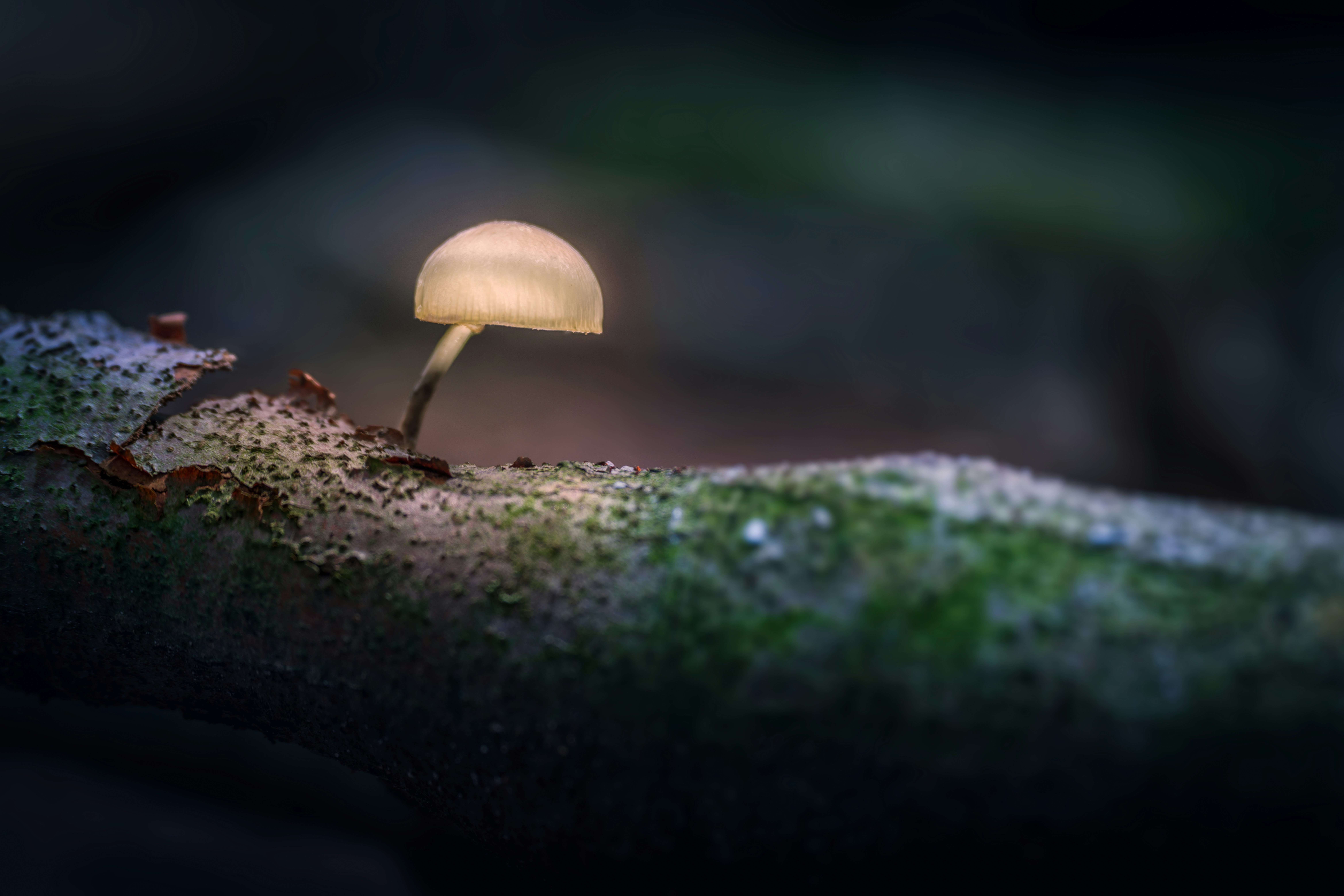 A delicate mushroom stands alone on a moss-covered log, softly illuminated in the dim forest light.
