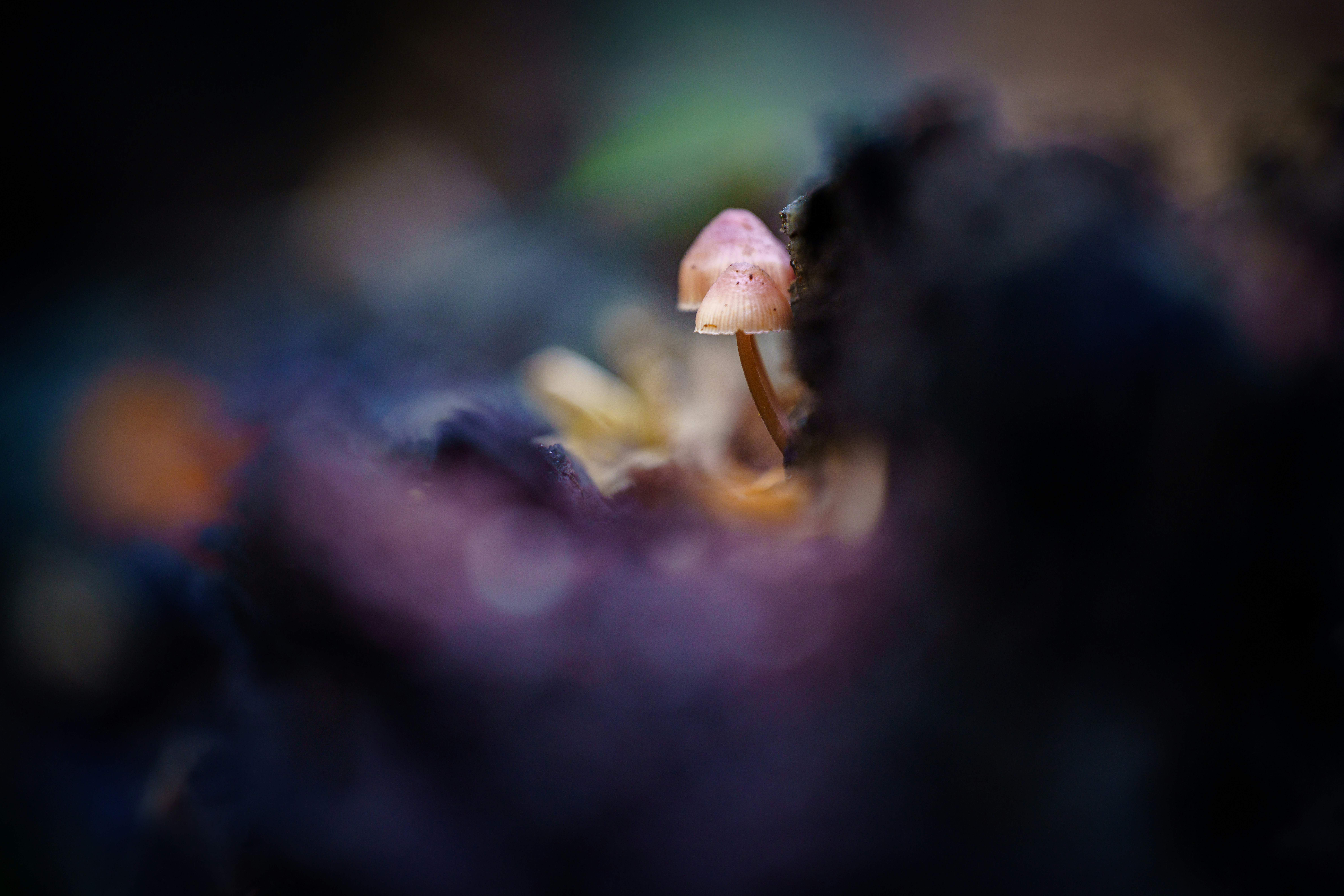 Lighting mushroom on a tree trunk in the forest. 