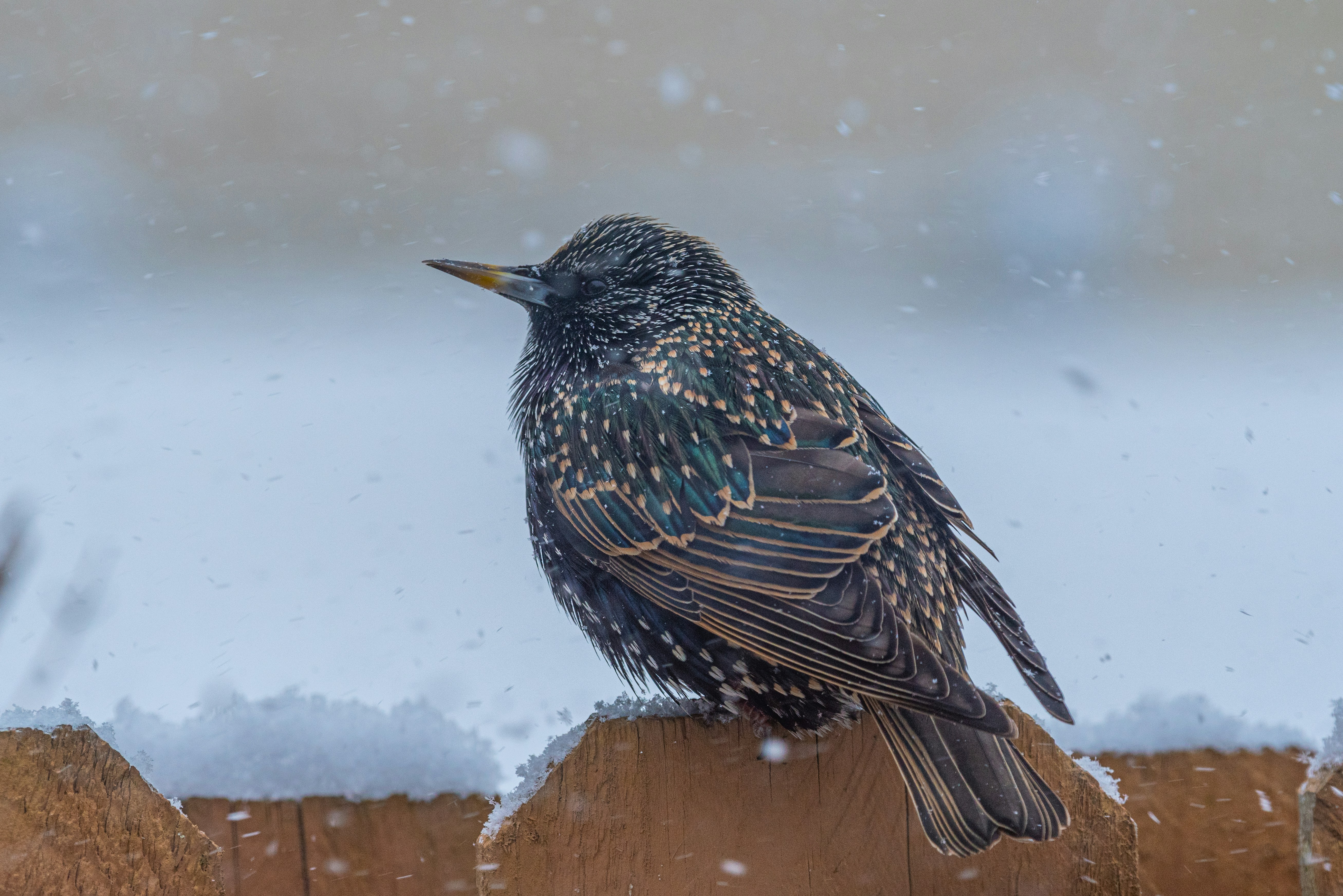 Frosted Perch: A Starling's Winter Vigil