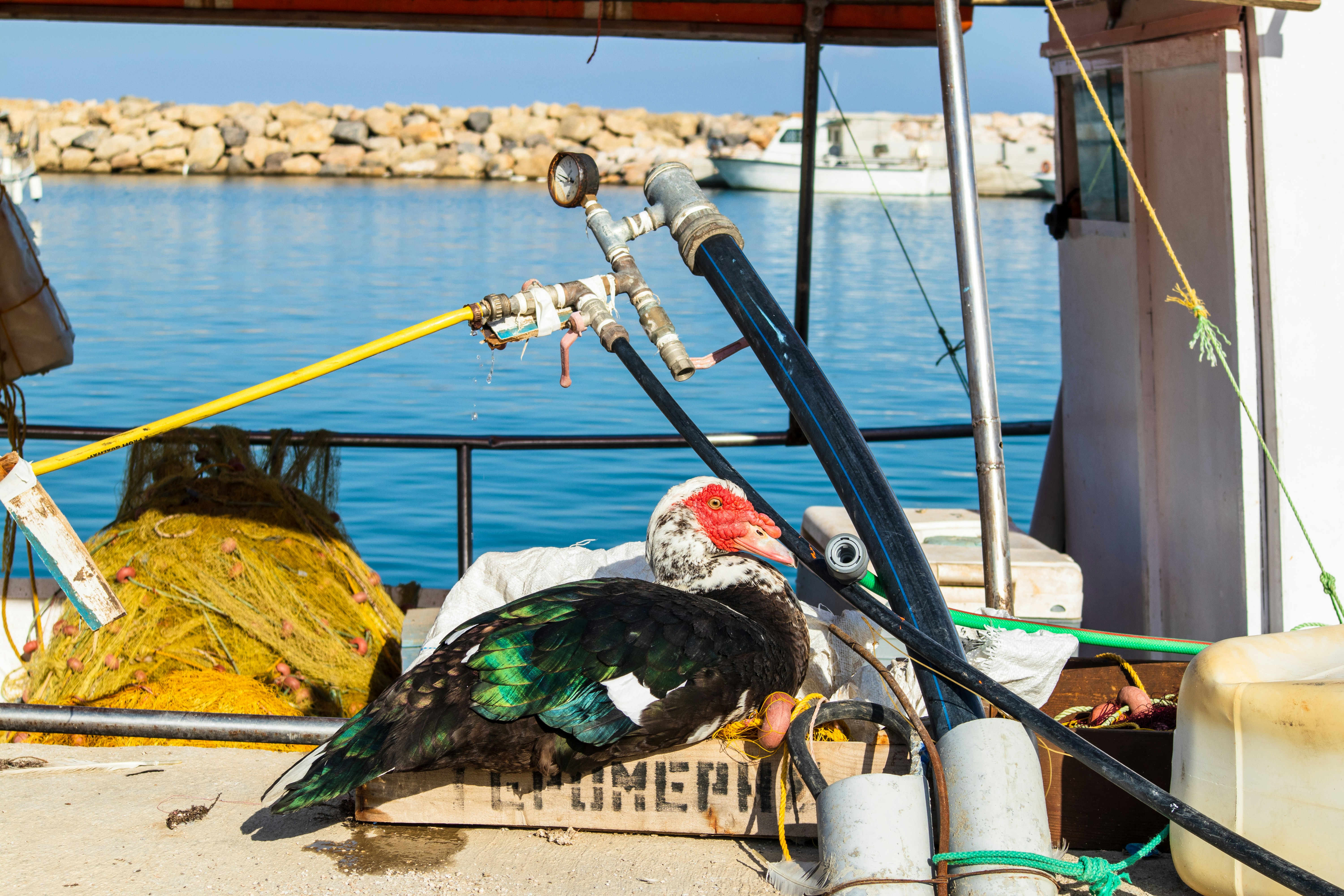 A colorful duck resting on a fishing boat amidst marine equipment and nets, with a serene harbor in the background.