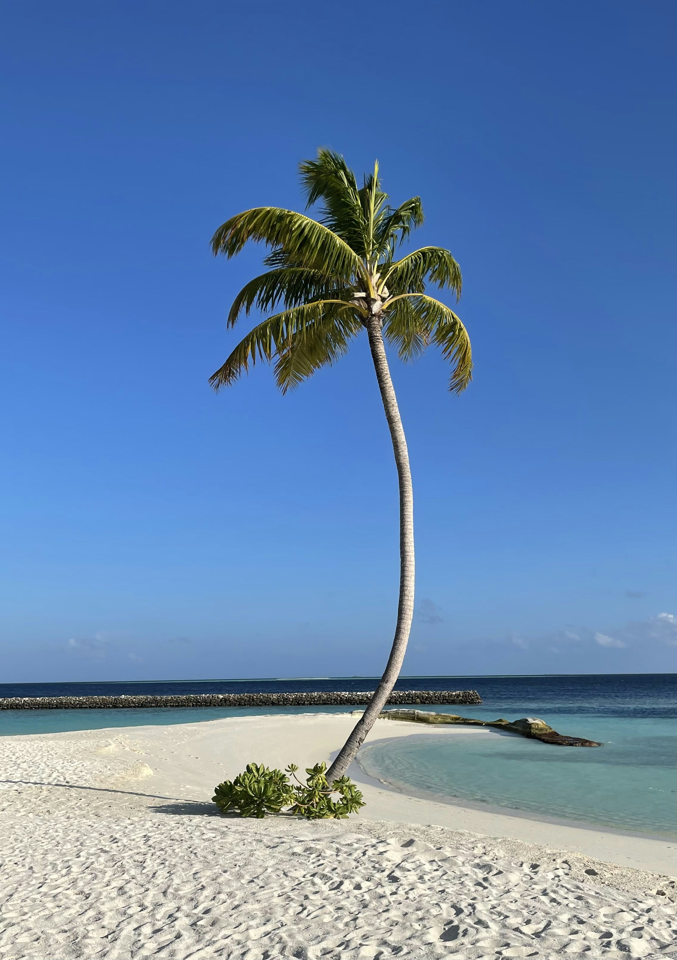 A lone palm tree leans gracefully over a pristine beach, framed by a clear blue sky and tranquil waters. The scene evokes a sense of serenity and tropical allure.