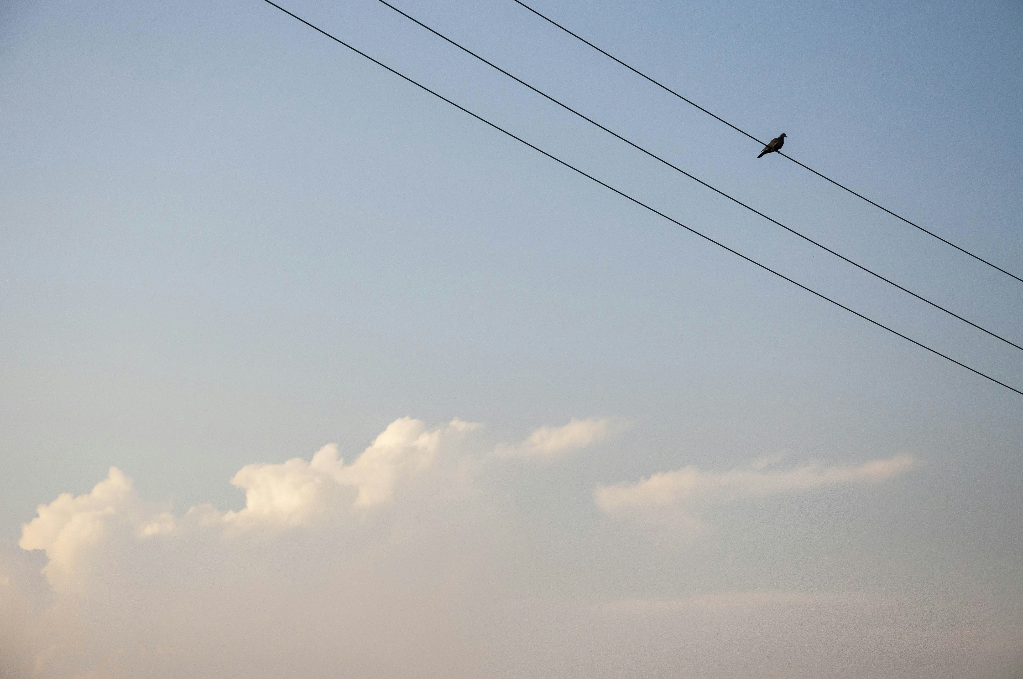 A bird sitting on top of a power line photo – Free Manresa Image on Unsplash