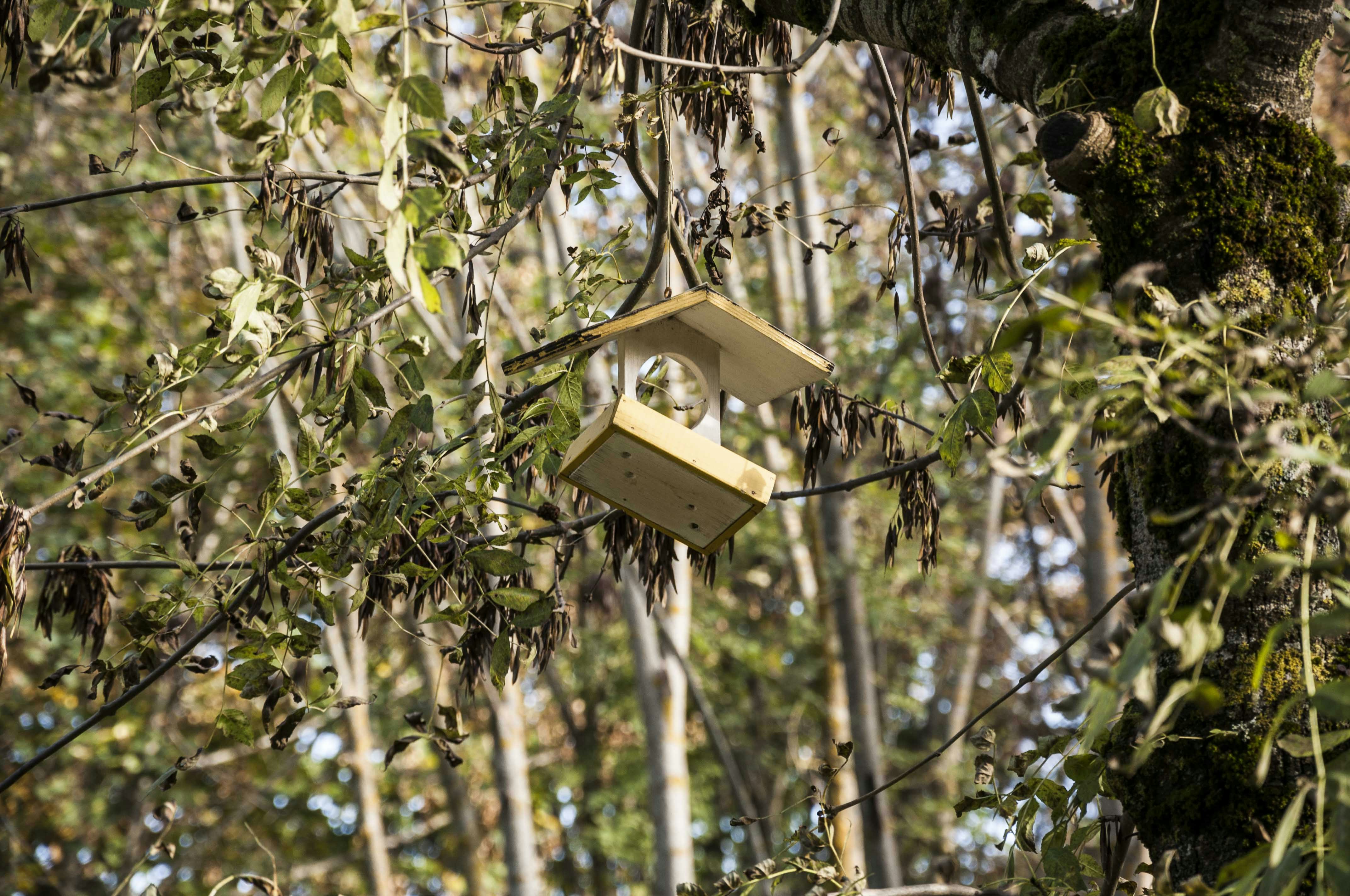 Floating Birdhouse in a Sunlit Forest Clearing