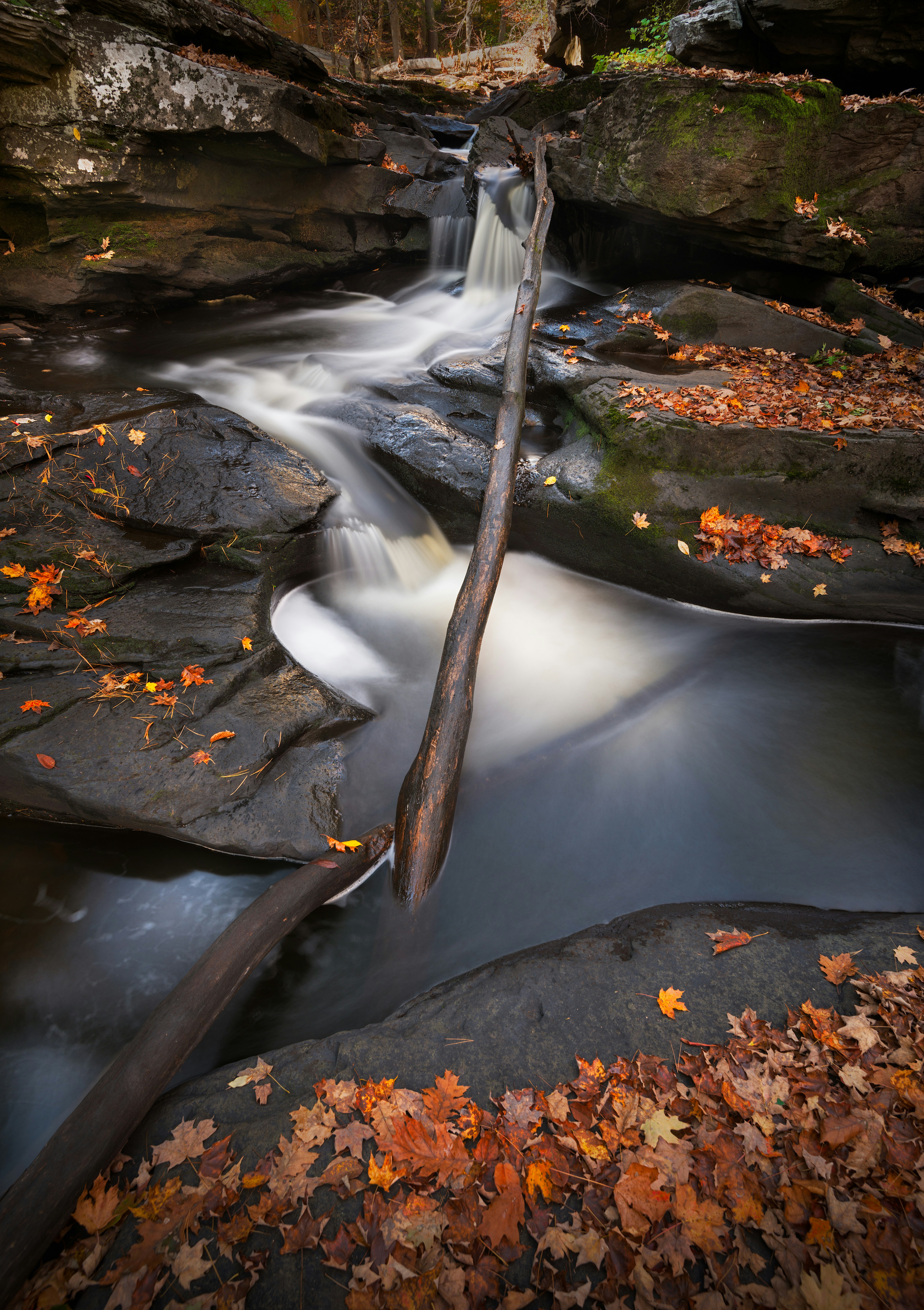 Autumn Stream Crossing: A Weathered Log Bridges a Velvet Cascade