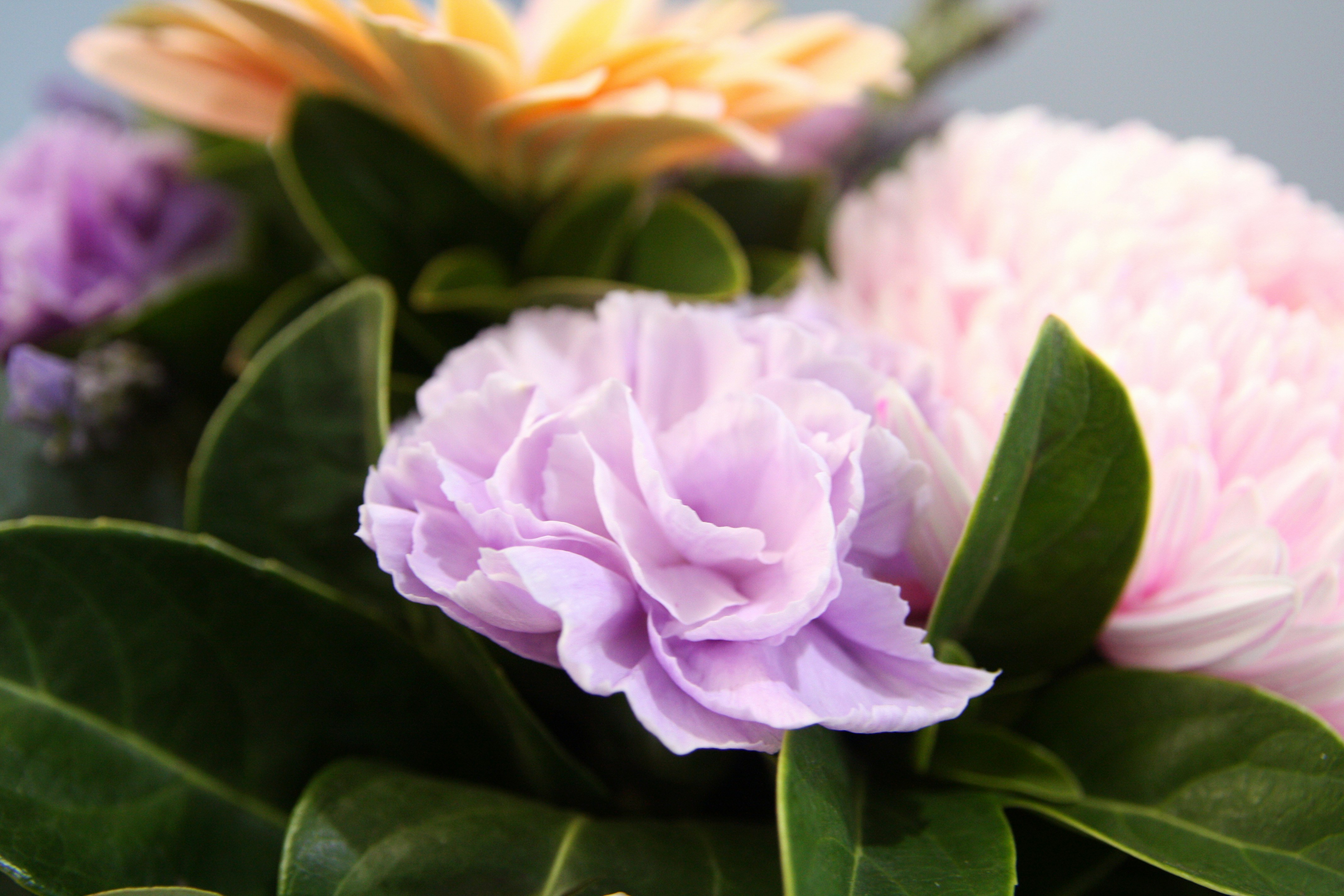 A bunch of flowers that are sitting on a table photo – Free Pascal ...