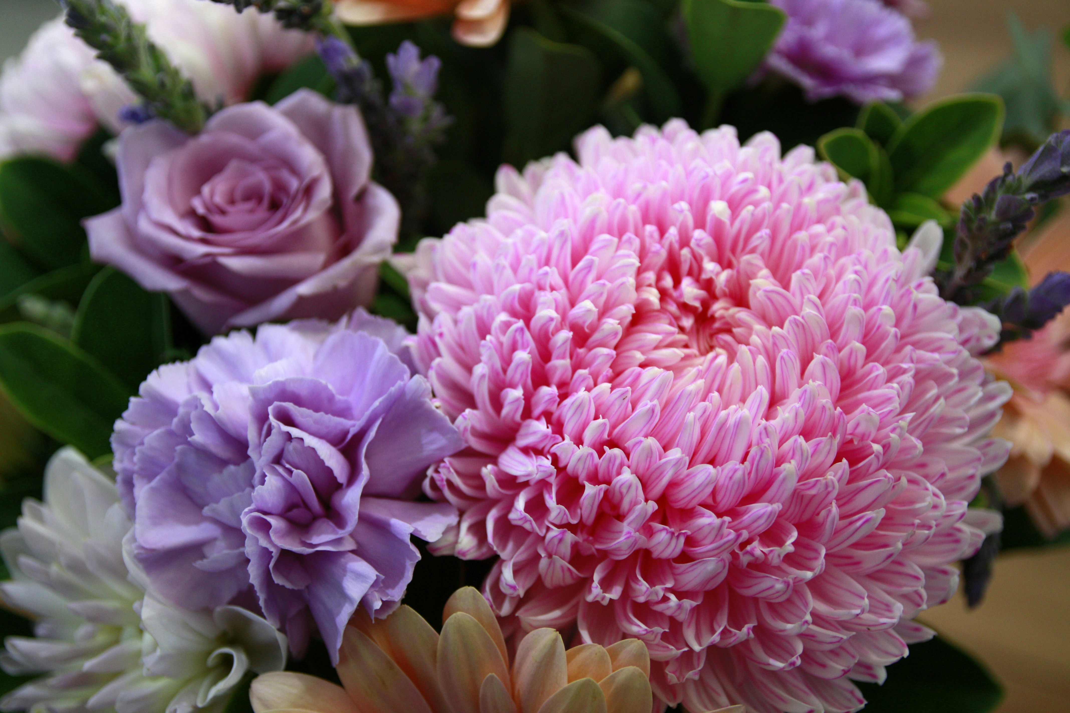 A bunch of flowers that are in a vase photo – Free Pascal flowers Image ...