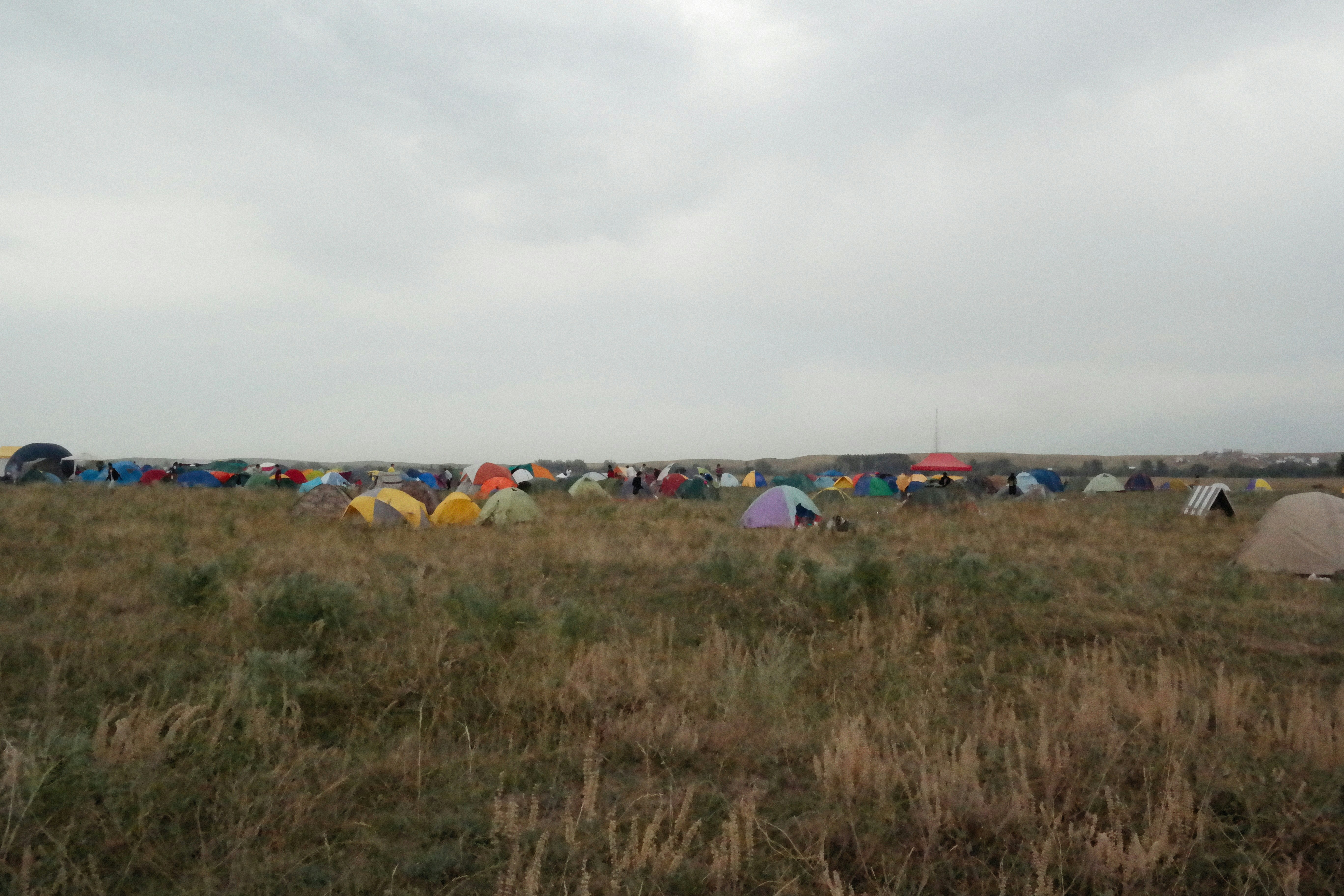 A Sea of Color Across a Wind-Swept Grassland