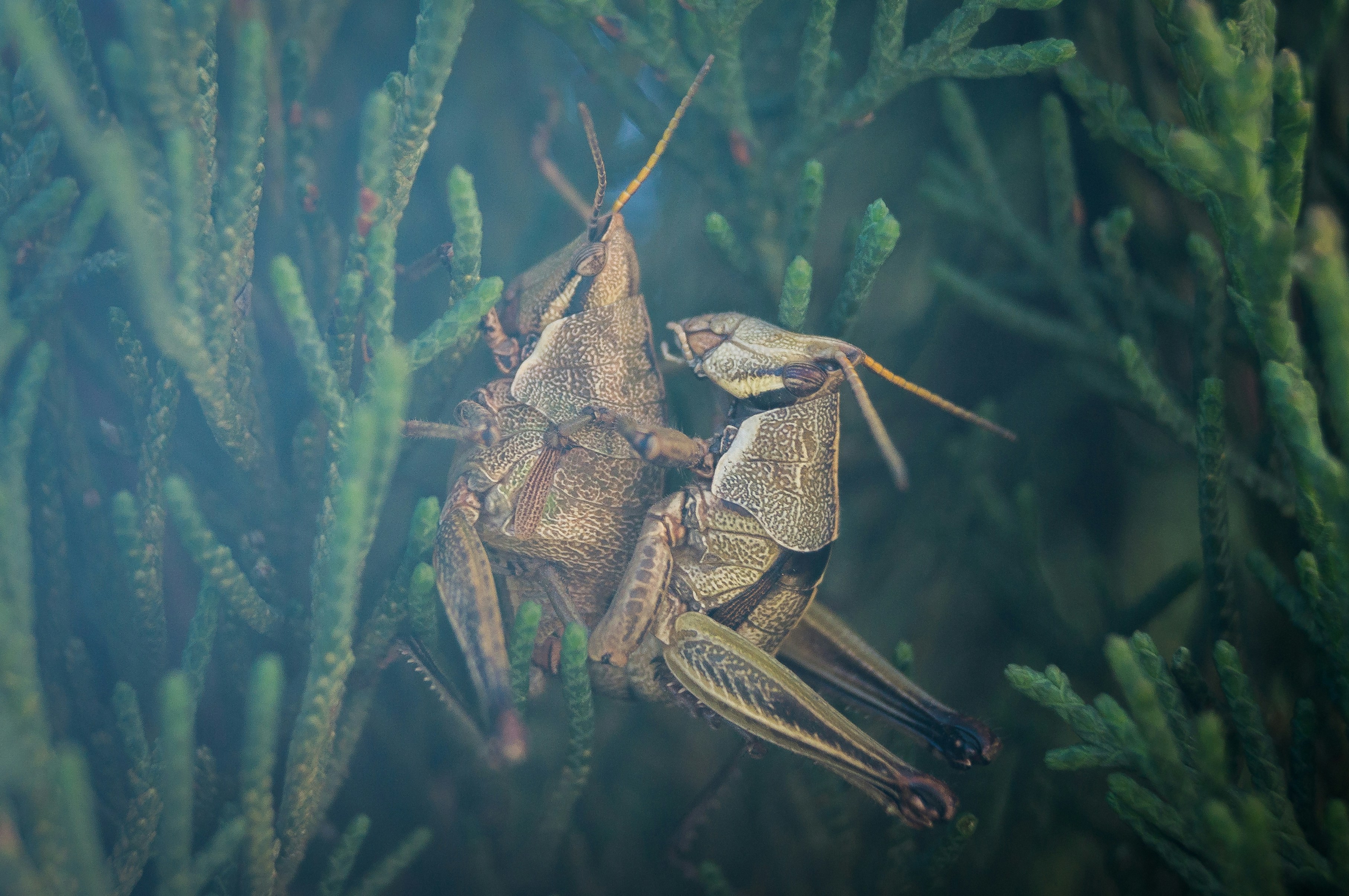 Shielded duo: a close-up of armored bugs amid green fronds