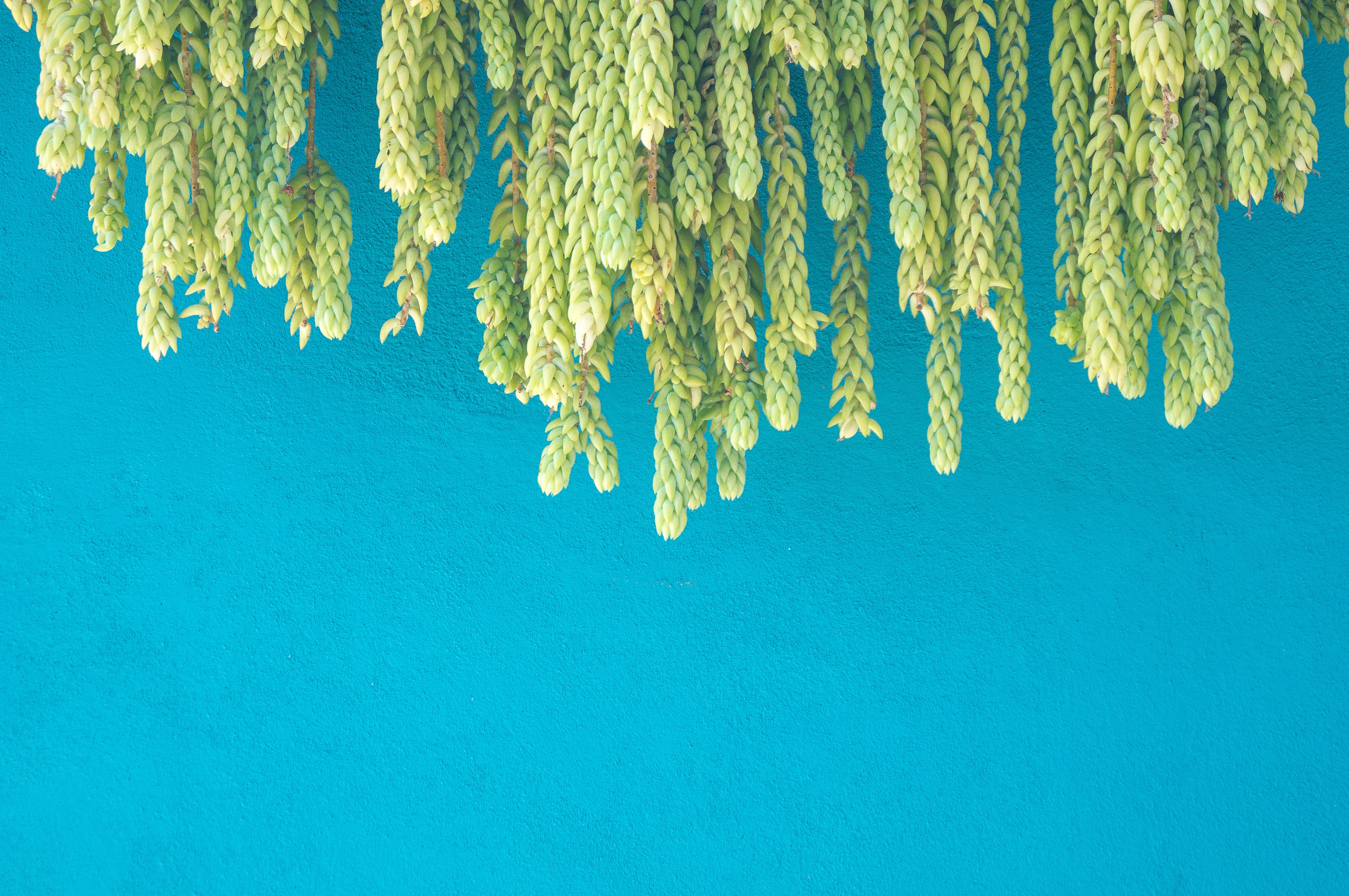 a blue wall with a bunch of green plants hanging from it