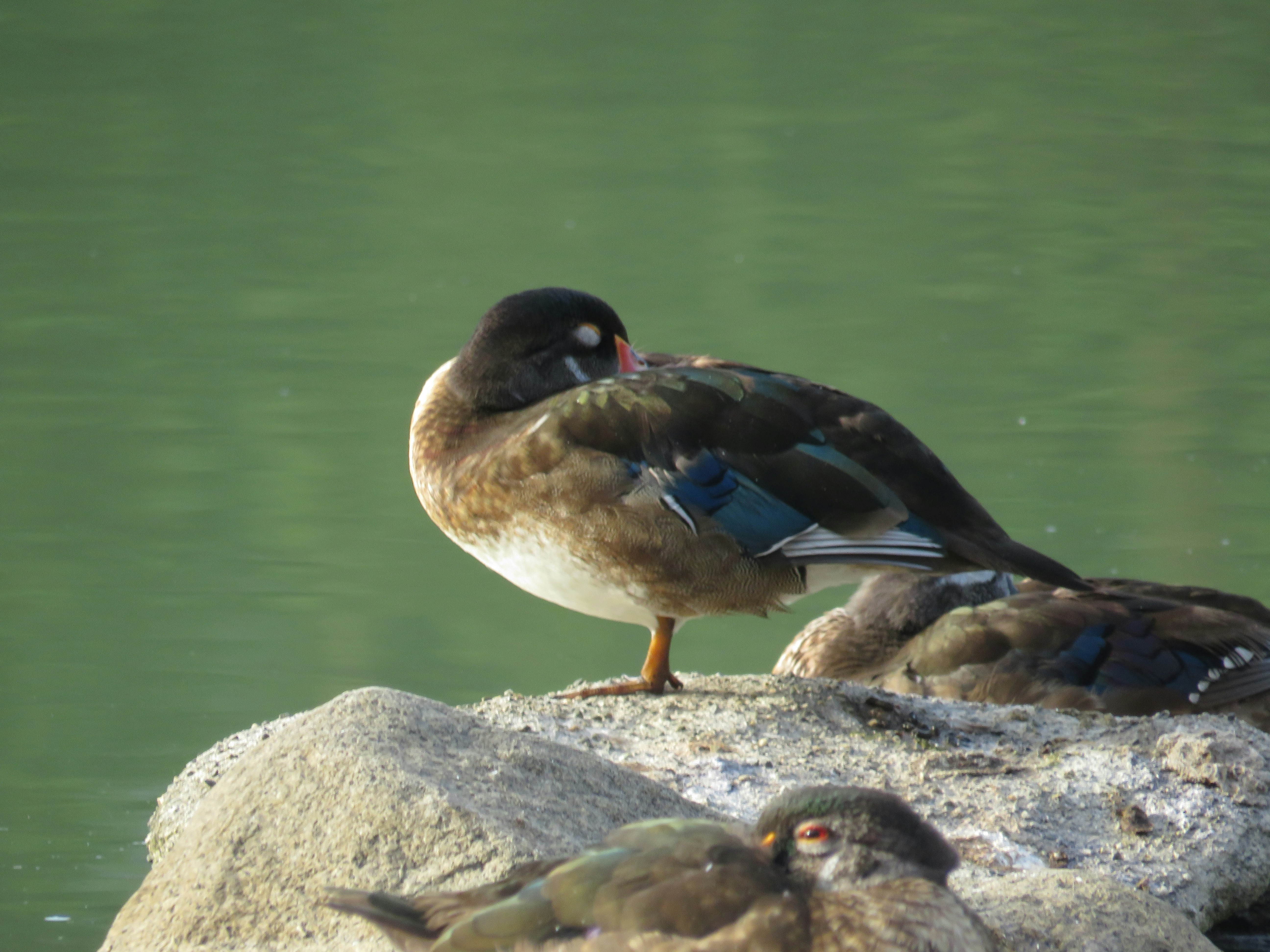 a couple of birds sitting on top of a rock