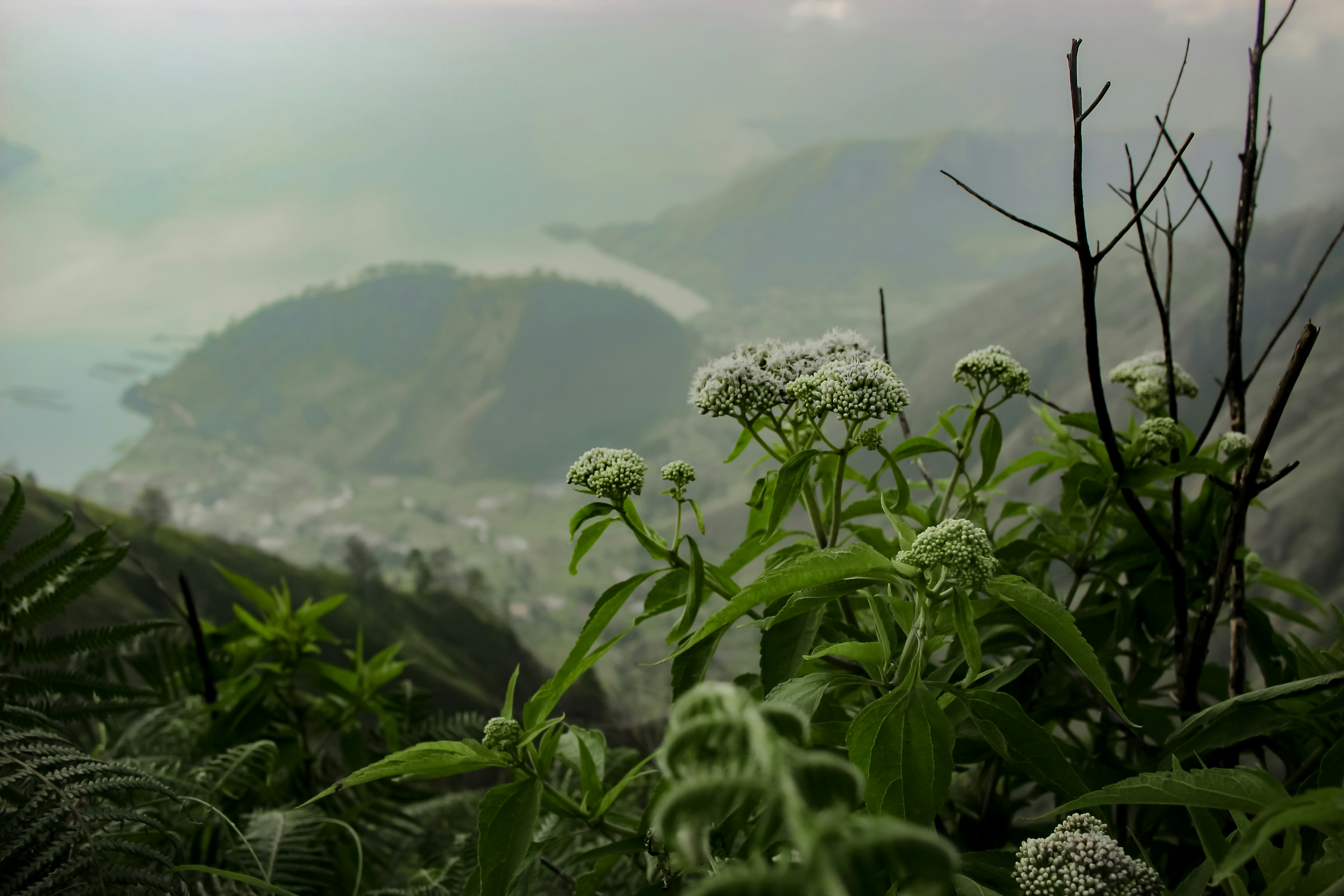 Whispers of Nature: A Verdant Overlook