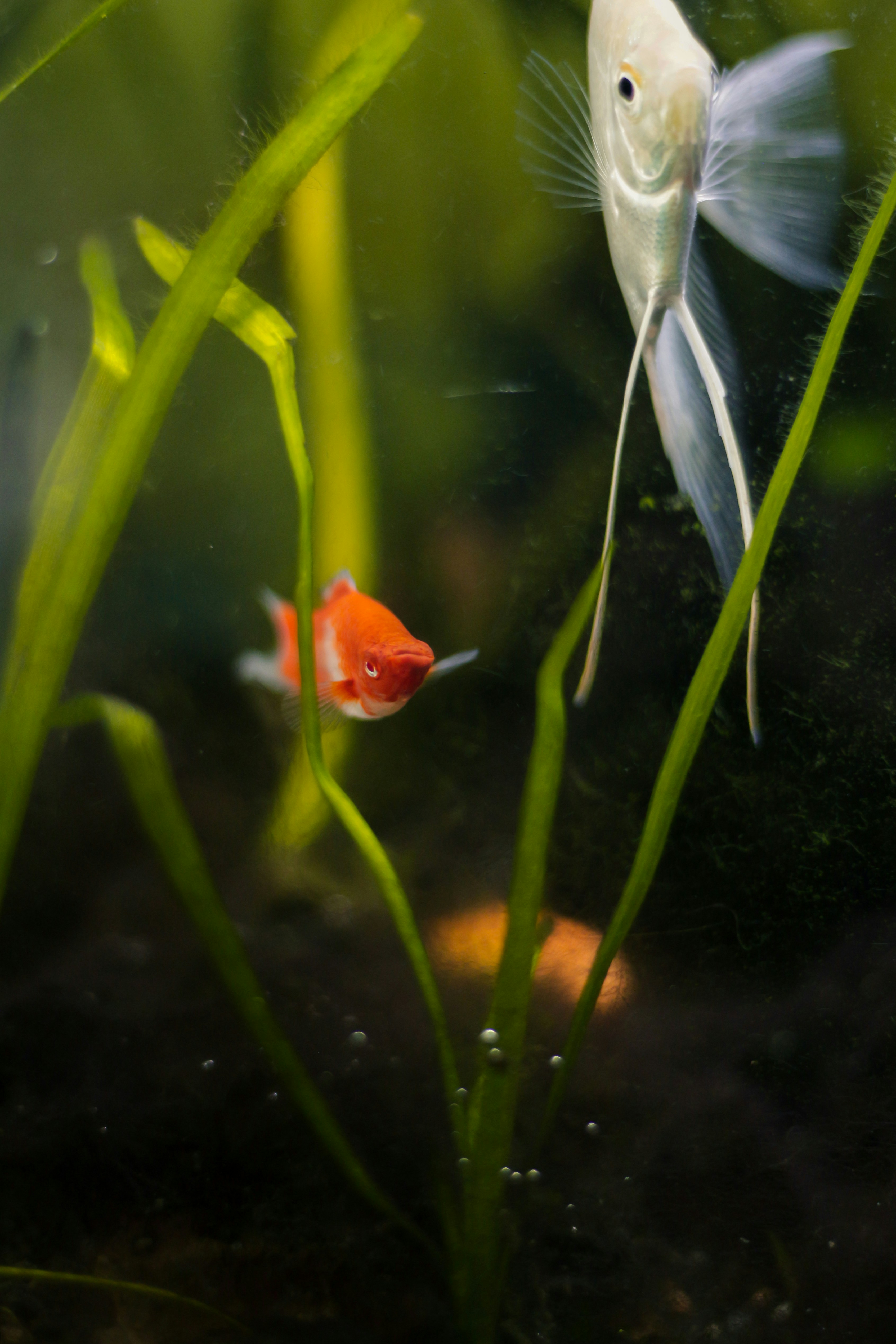 Un poisson qui nage dans l’eau photo – Photo Poisson Gratuite sur Unsplash