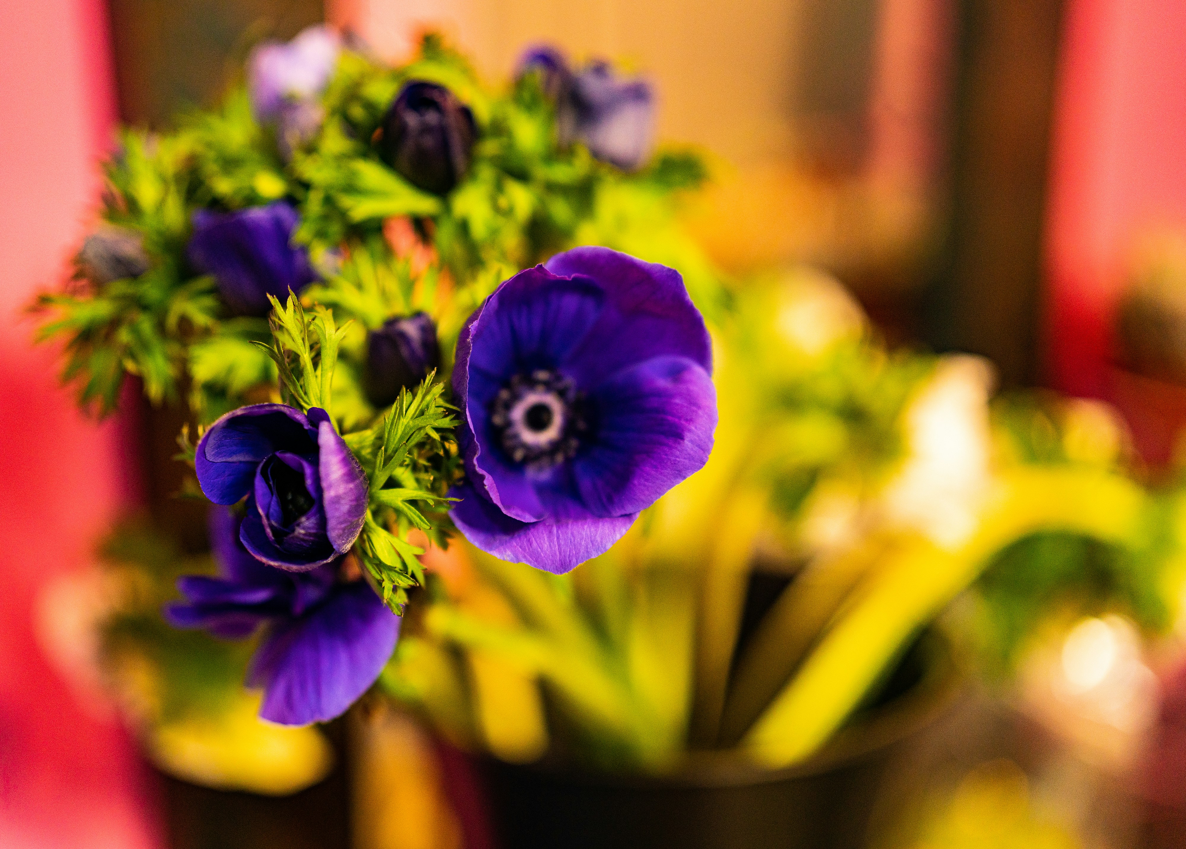Purple Bloom Centerstage: A Close-Up of a Violet Anemone Amid Soft, Colorful Blur