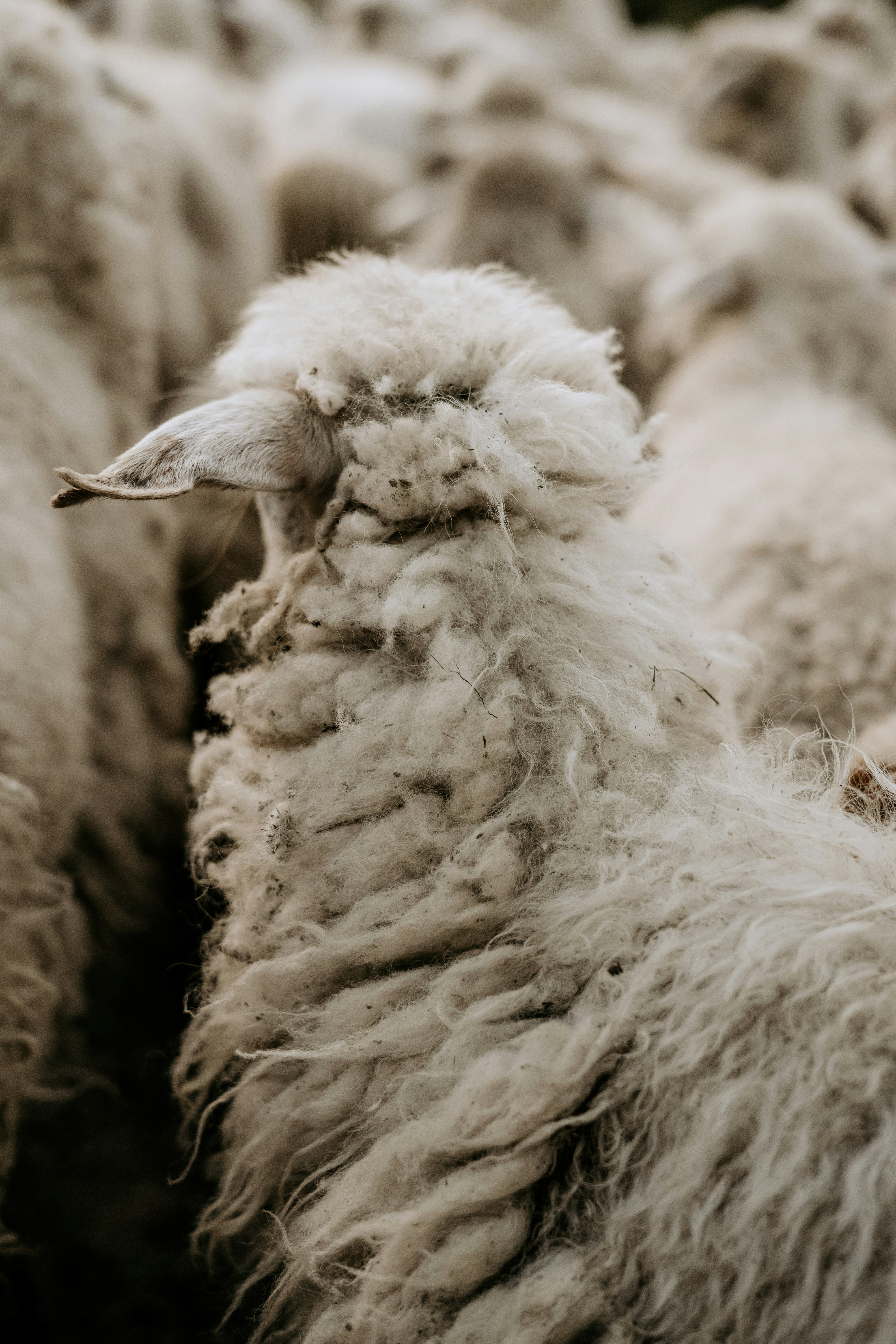 Sepia Fleece: A Close-Up Among the Flock