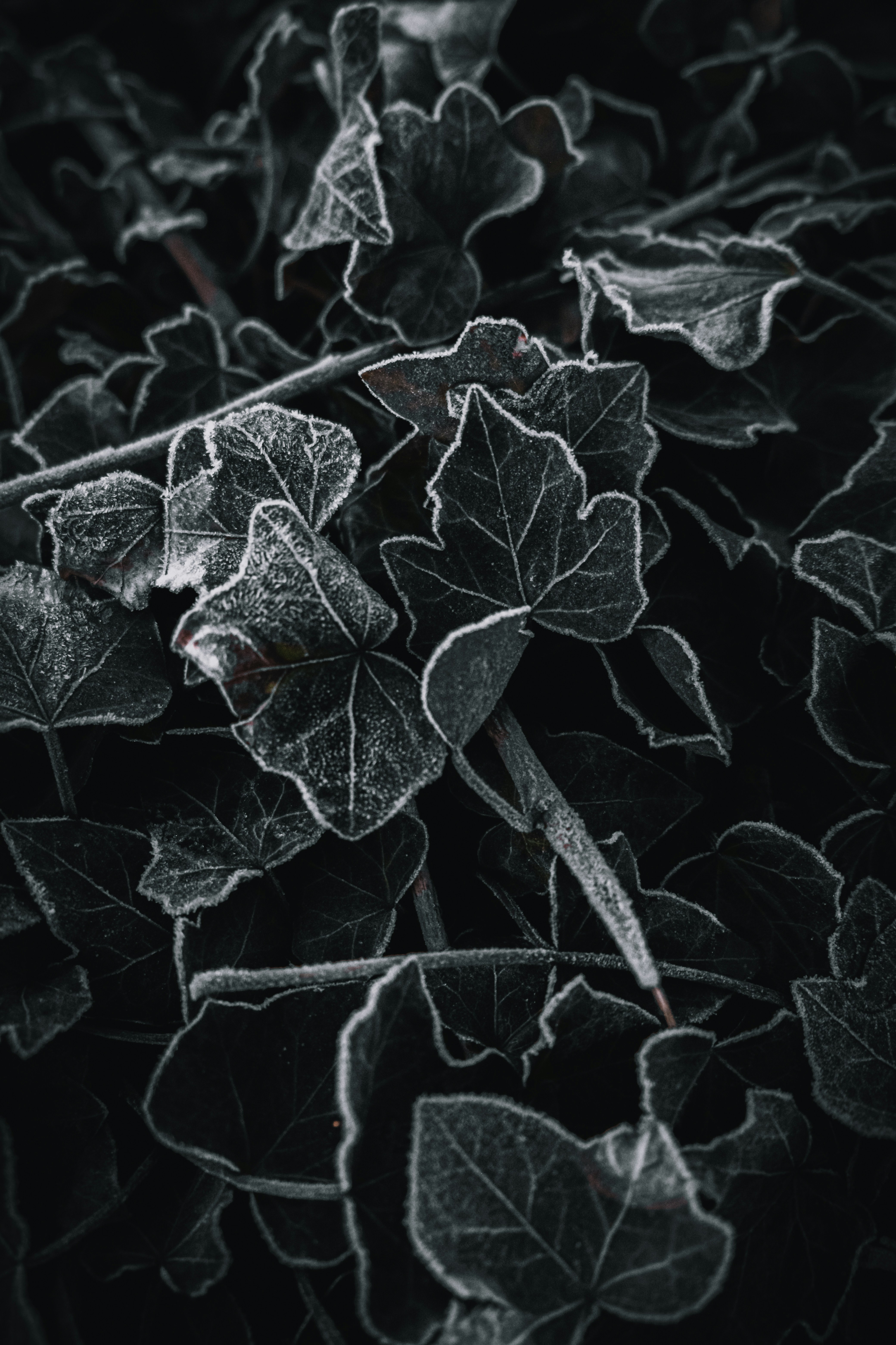 Frost-covered ivy leaves create a textured tapestry, showcasing the intricate details of nature's winter embrace.