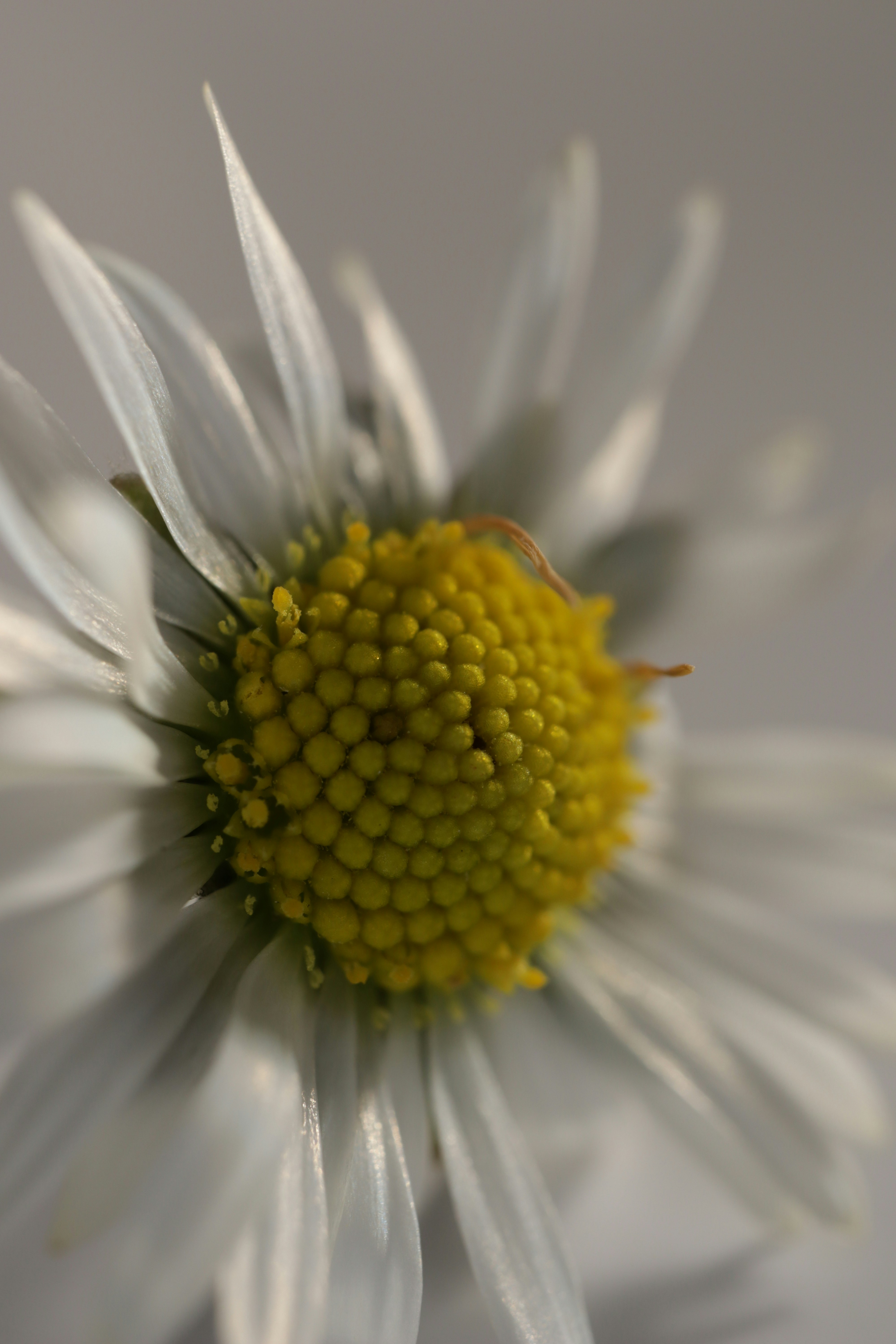 Waiting for springNikola  Tomašić