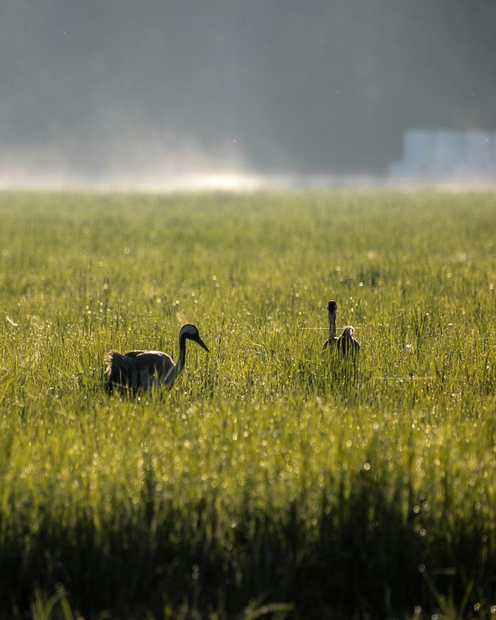 Foto Un par de pájaros caminando por un exuberante campo verde – Imagen ... Foto Un par de pájaros caminando por un exuberante campo verde – Imagen ...