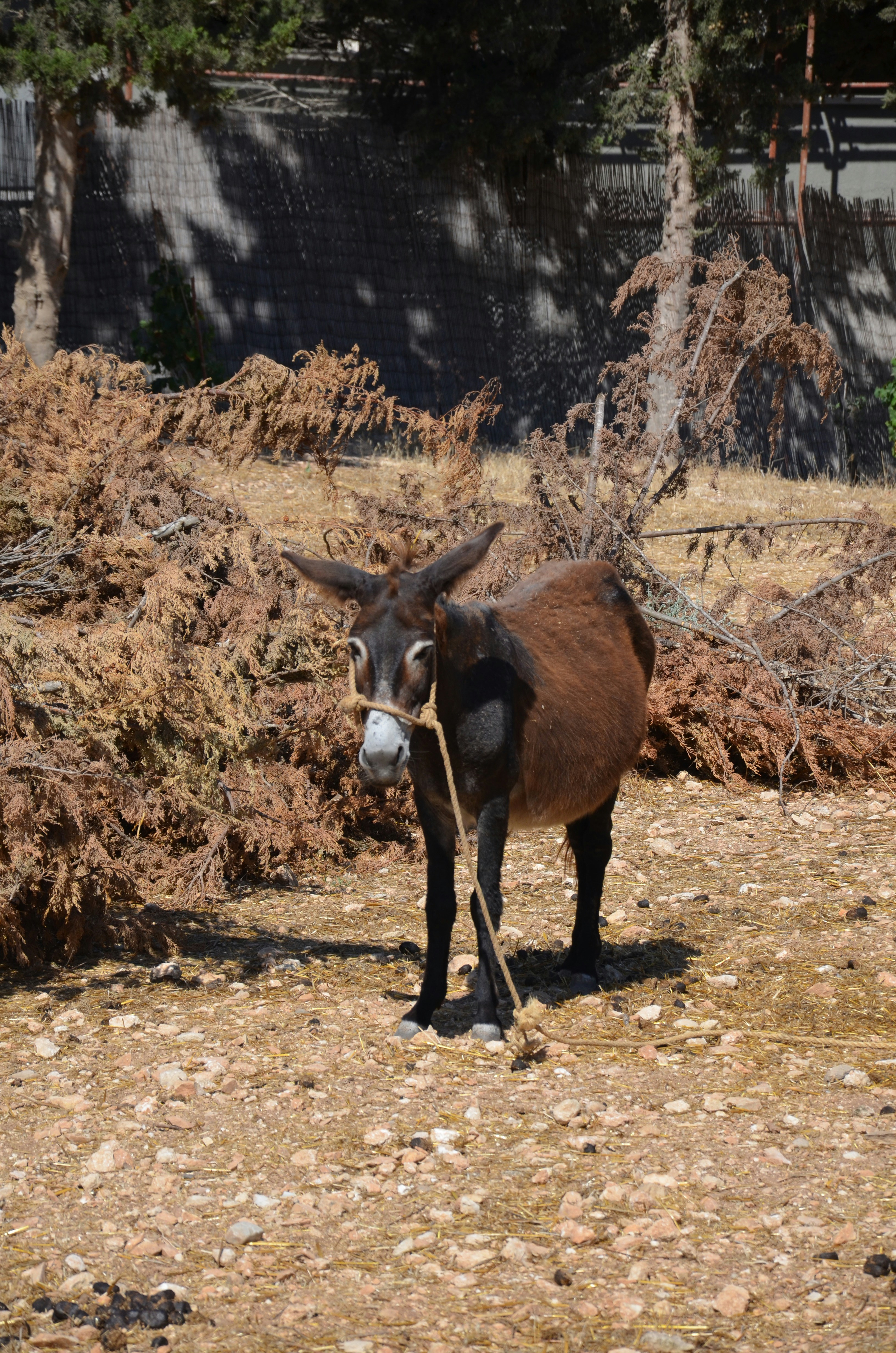 A donkey stands in a rugged, arid environment, surrounded by dry foliage and rocky terrain.