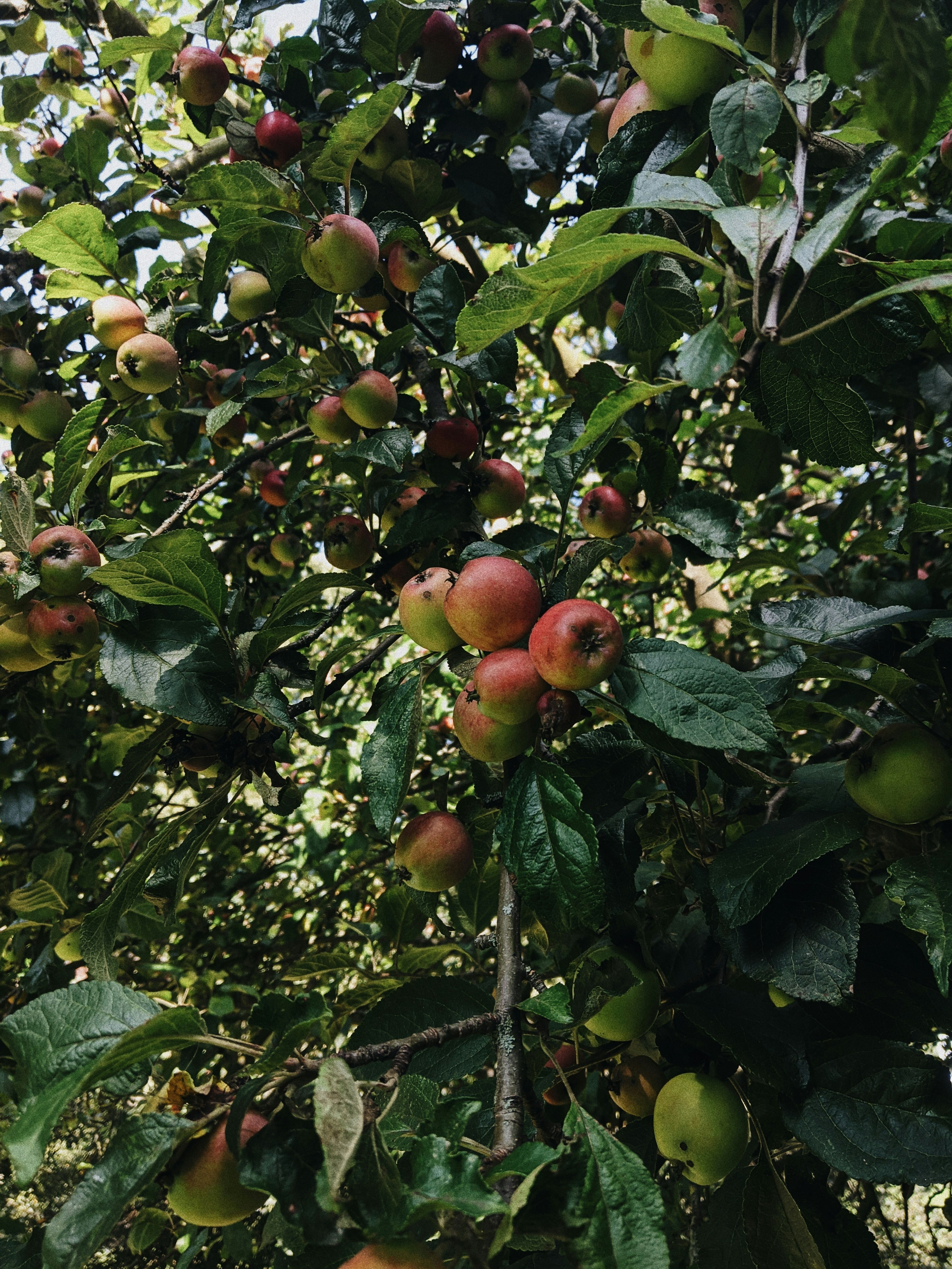 Un arbre rempli de beaucoup de pommes vertes et rouges photo – Photo ...