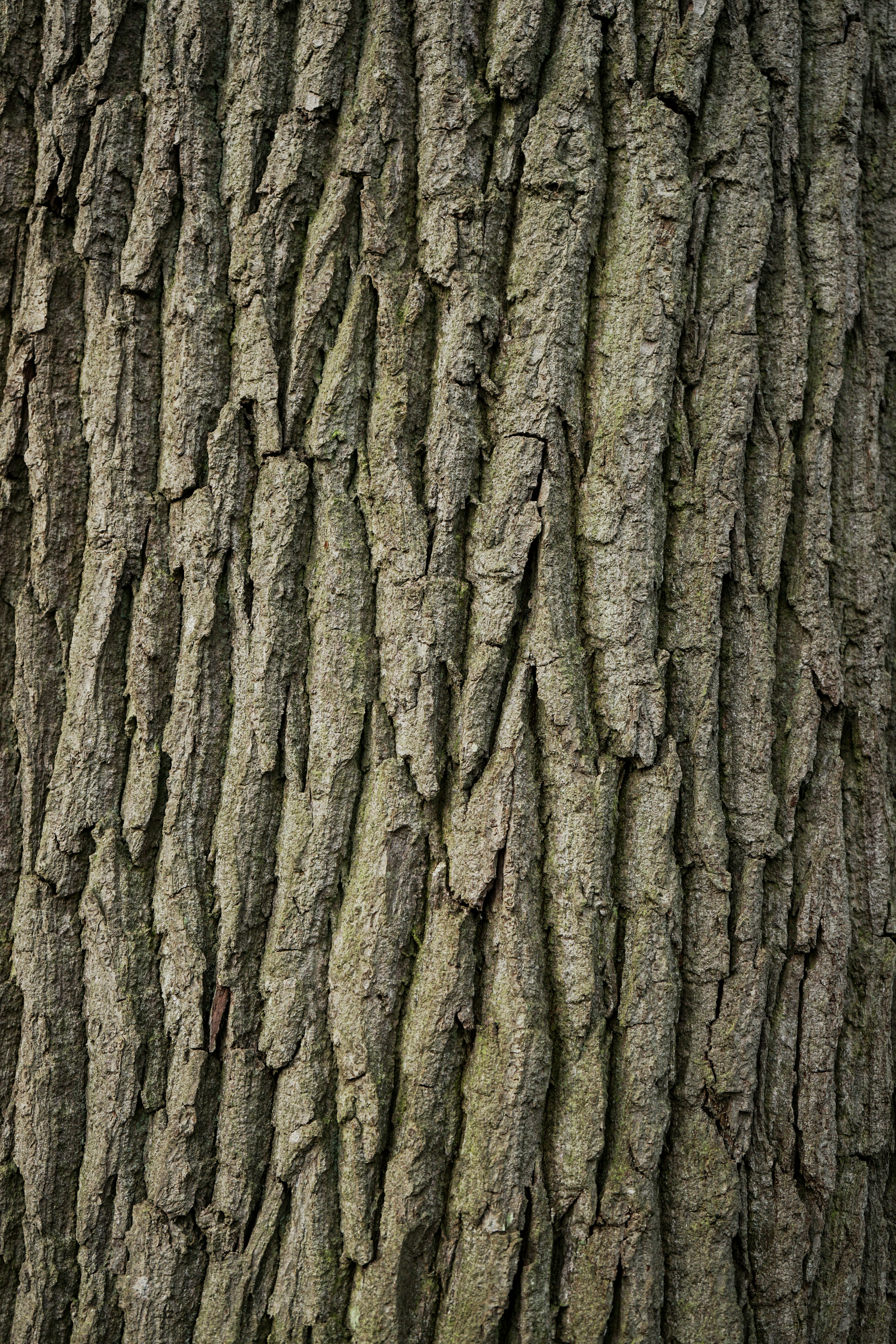 Close-up of a tree bark showcasing intricate textures and patterns. The natural lines create a rhythmic visual narrative.