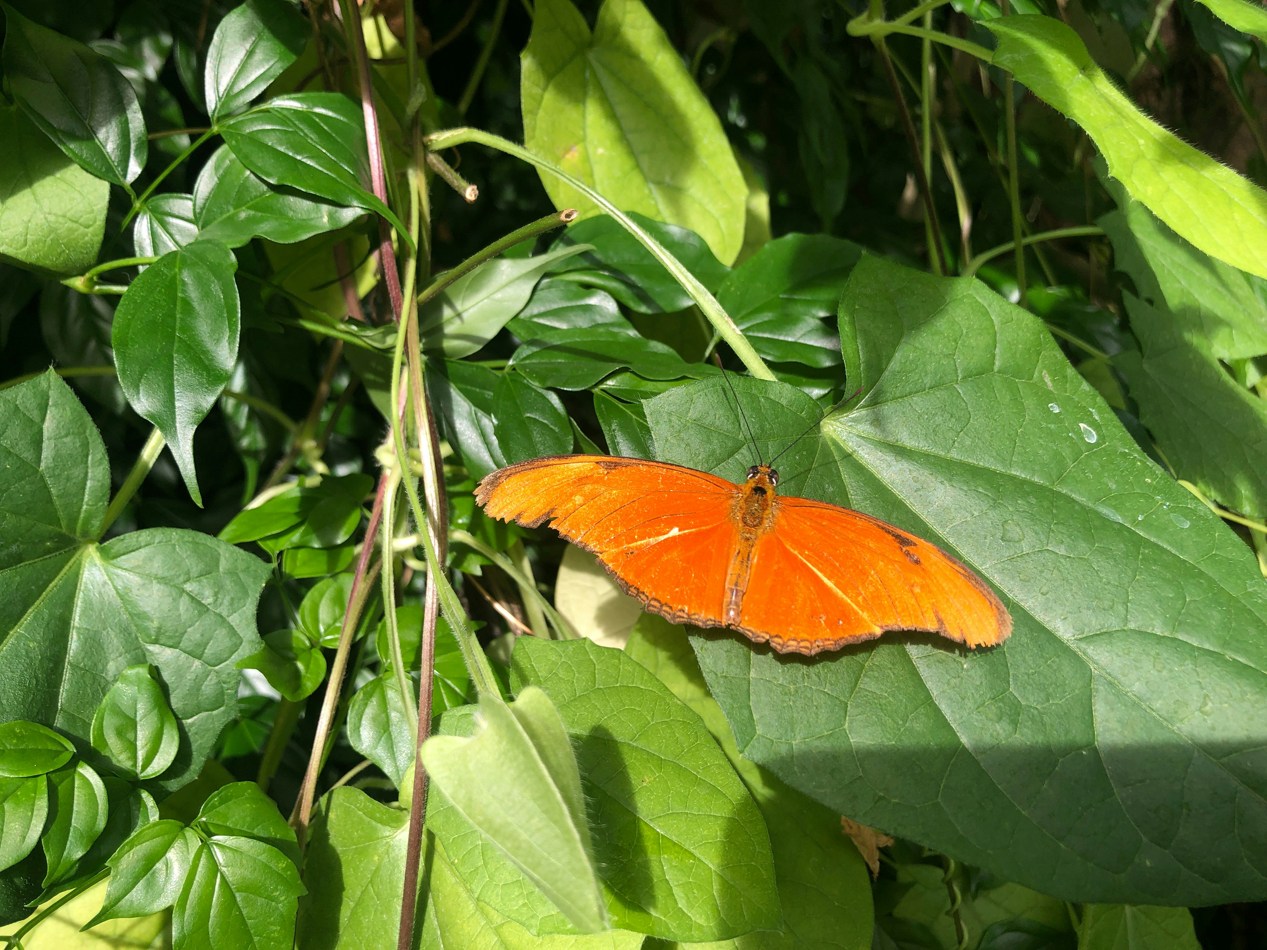 Herman Schimmel (@hermanschimmel) | Unsplash Photo Community