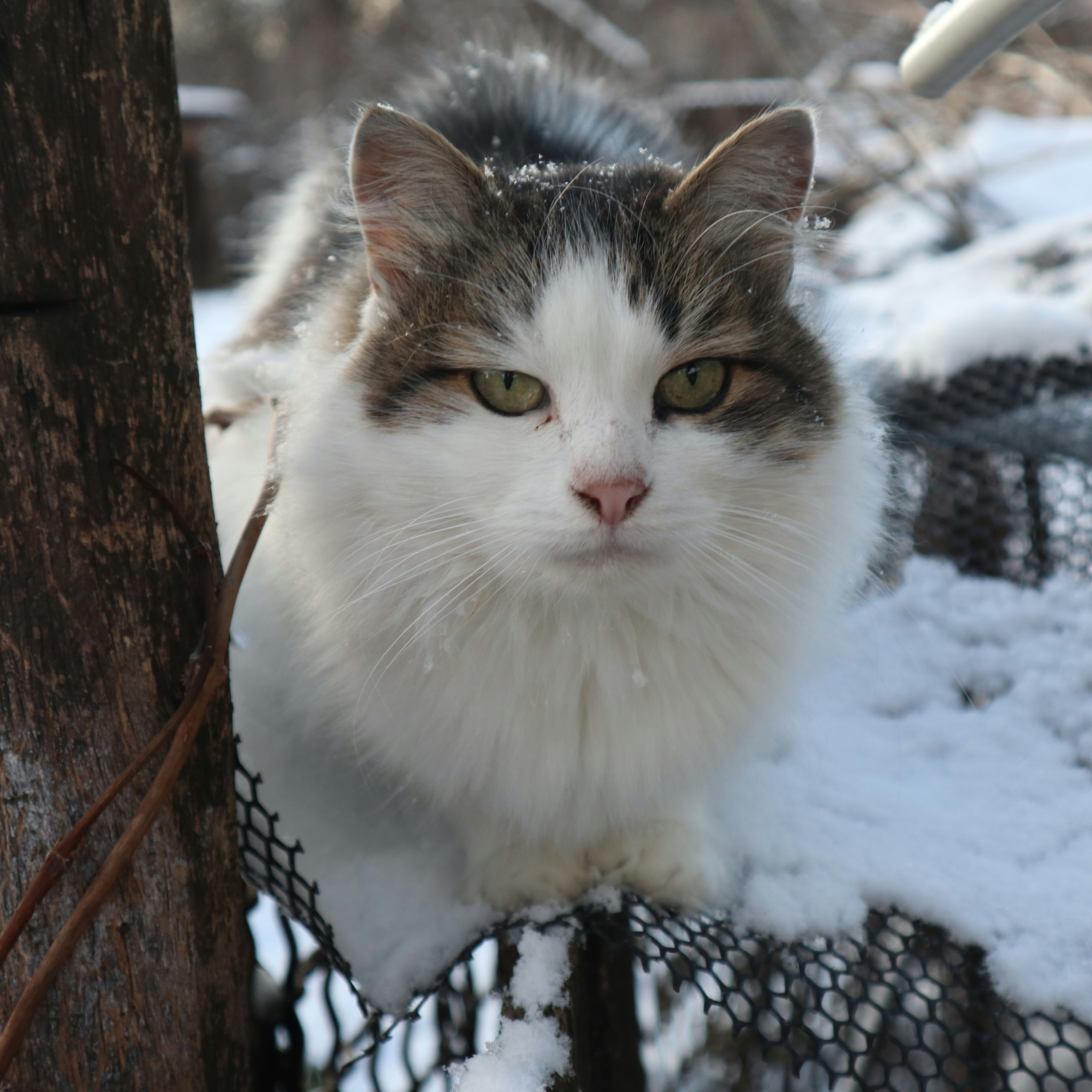 Winter Watch: A Curious Cat Pauses on Frosty Mesh