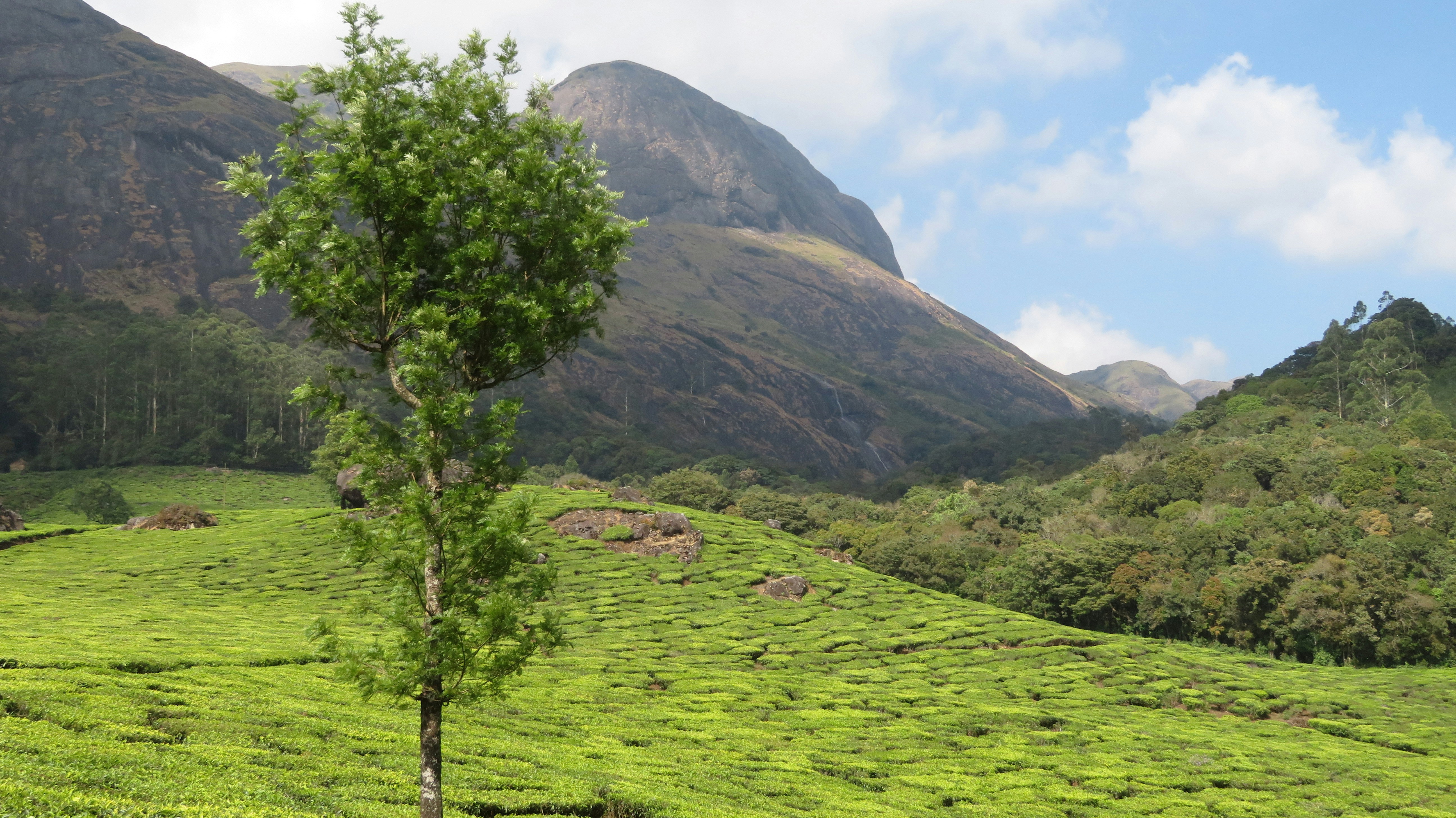 Lush Tea Field Confronted by Distant Peaks at Noon