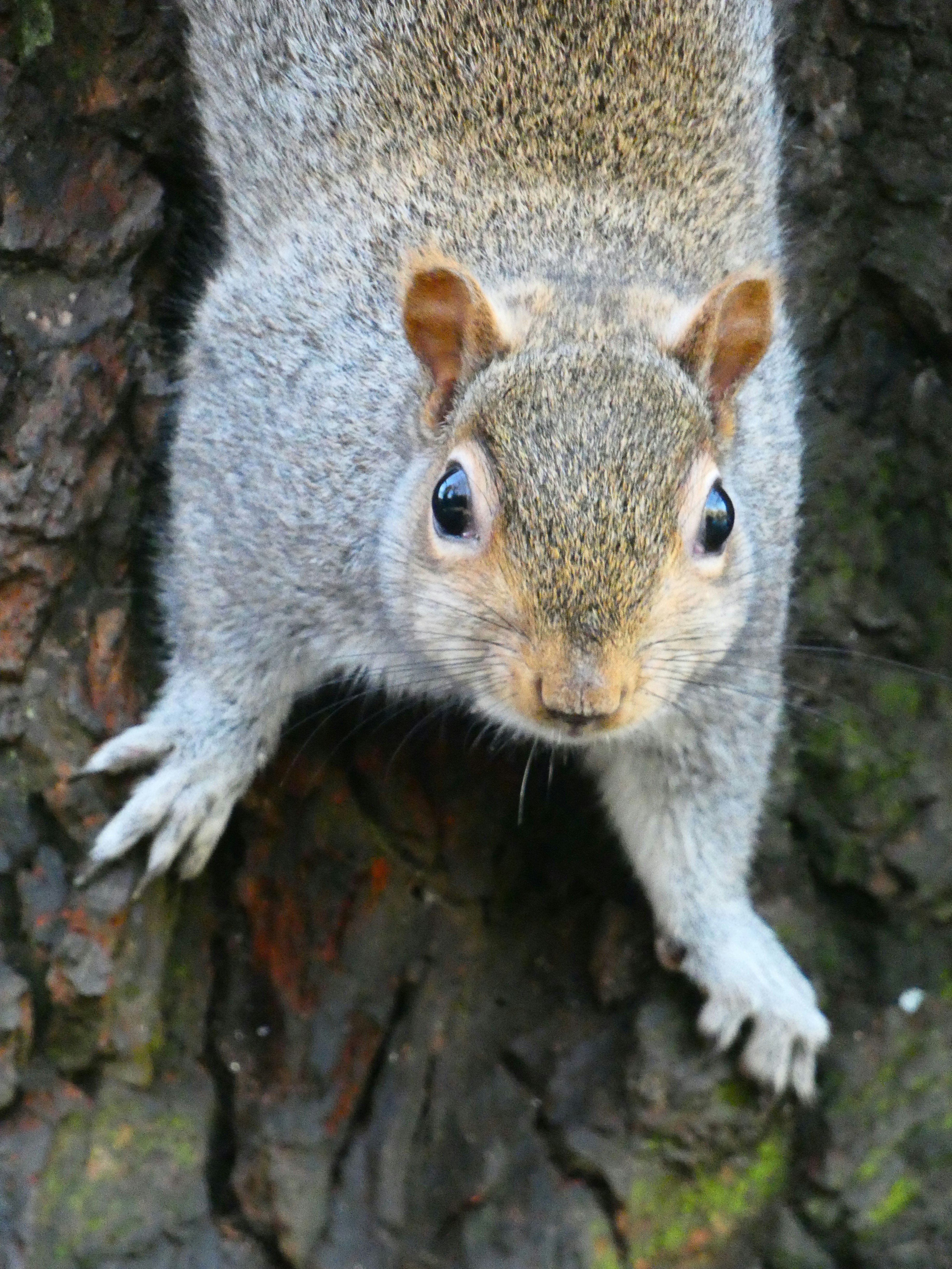 Close-up of a gray squirrel perched on a tree trunk, showcasing its inquisitive expression and detailed fur texture.