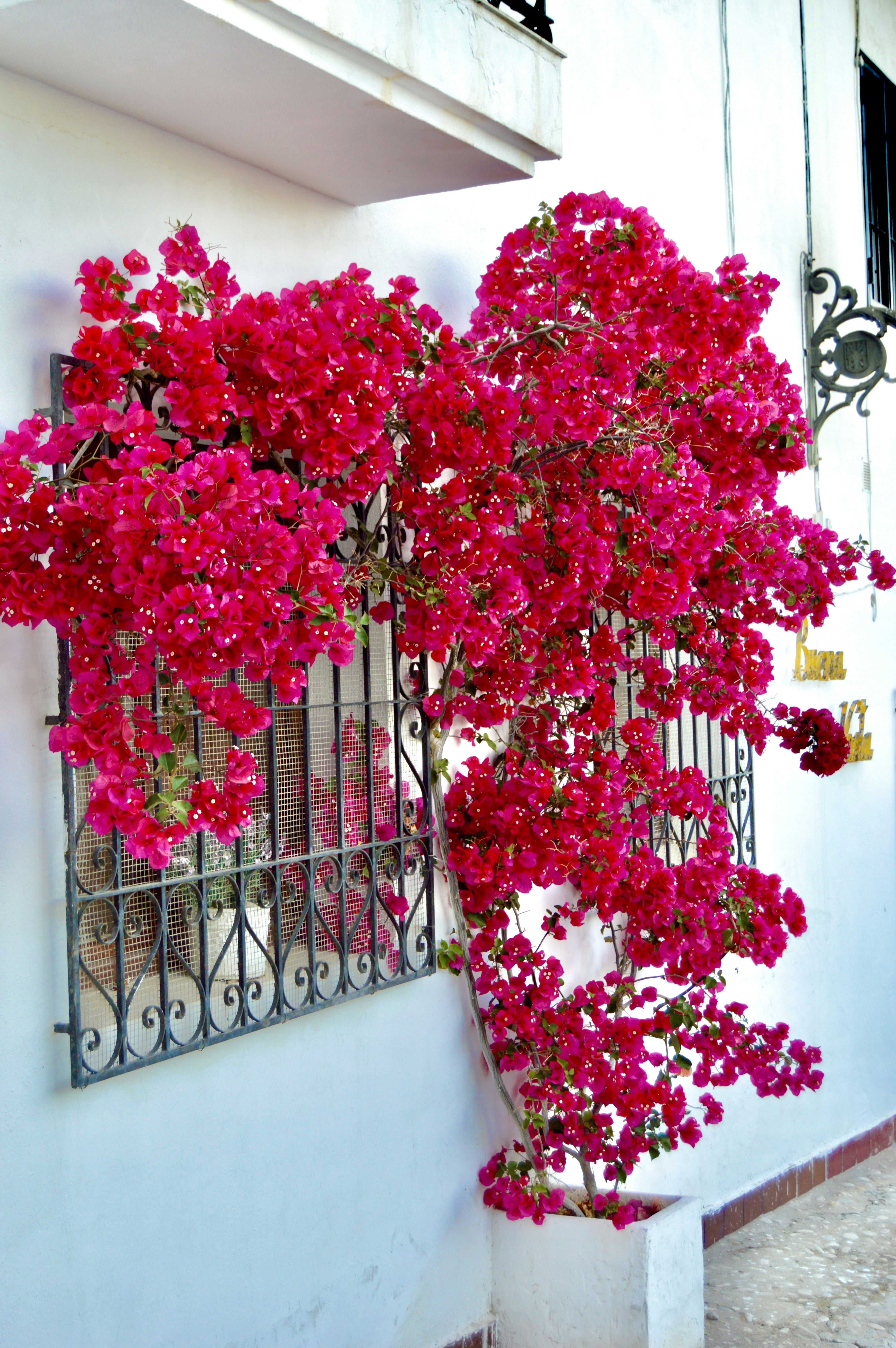 Bougainvillea's Vibrant Embrace
