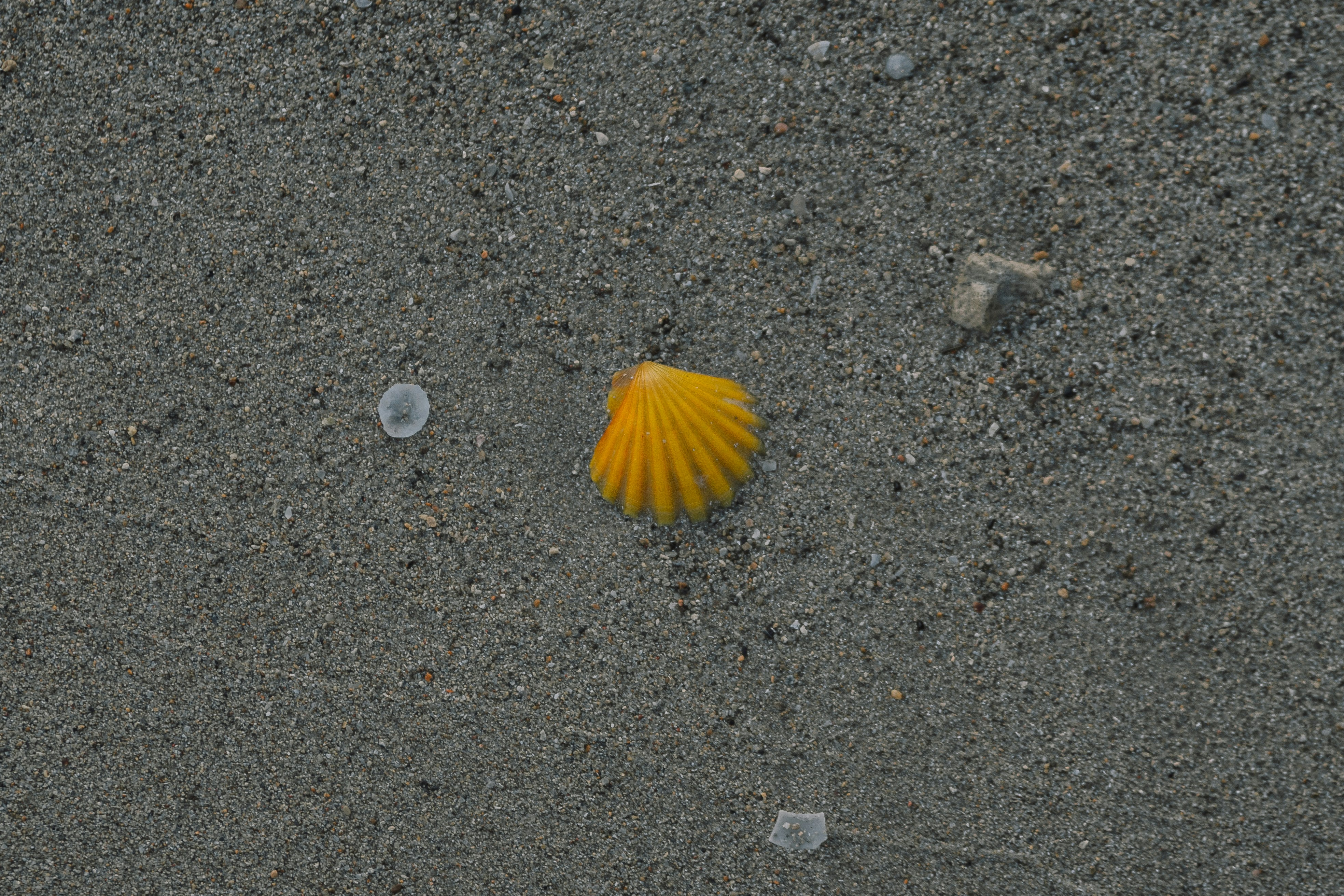 Sunlit Yellow Scallop on Wind-Worn Beach Sand