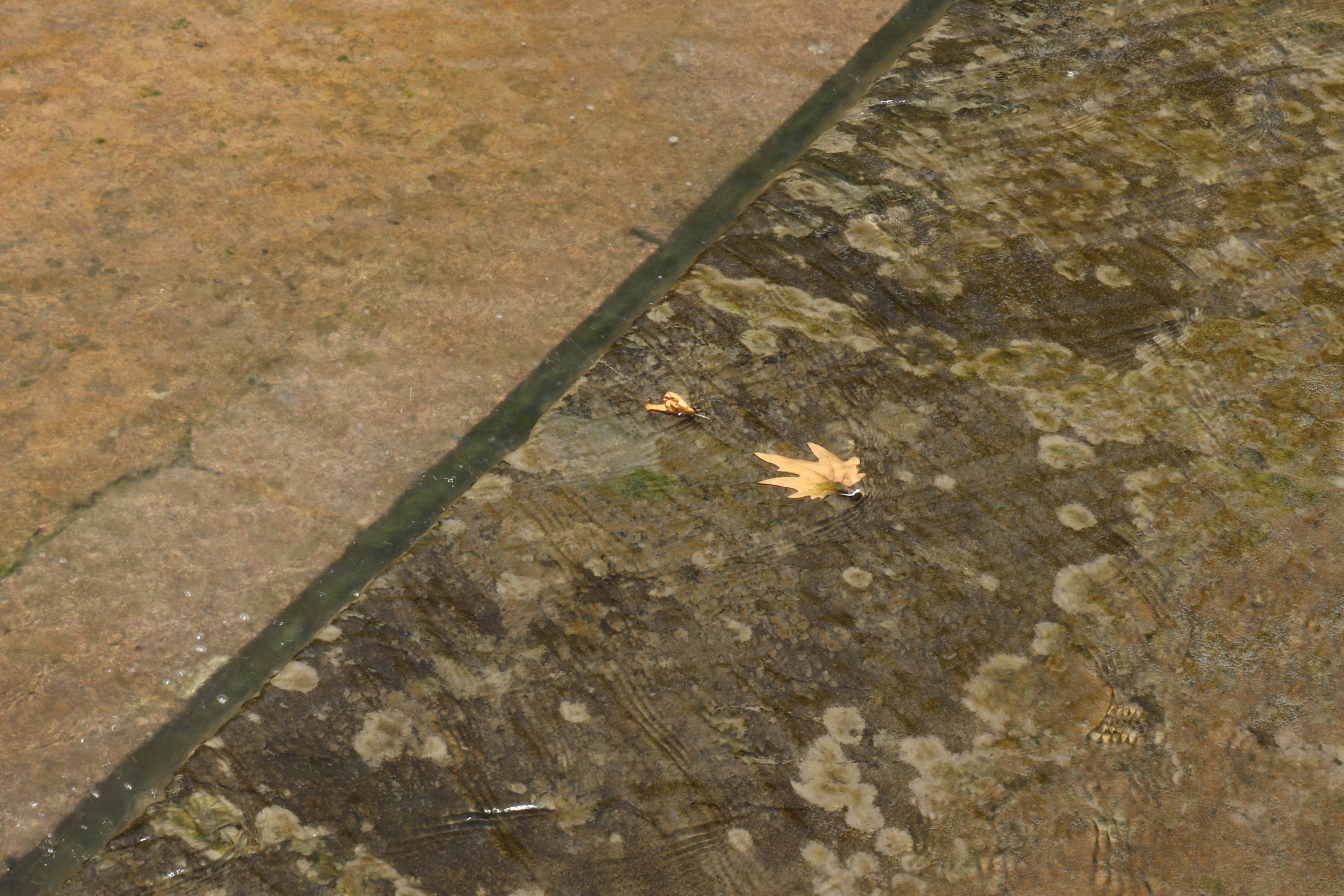 Autumn's Solitary Leaf on Weathered Pathway