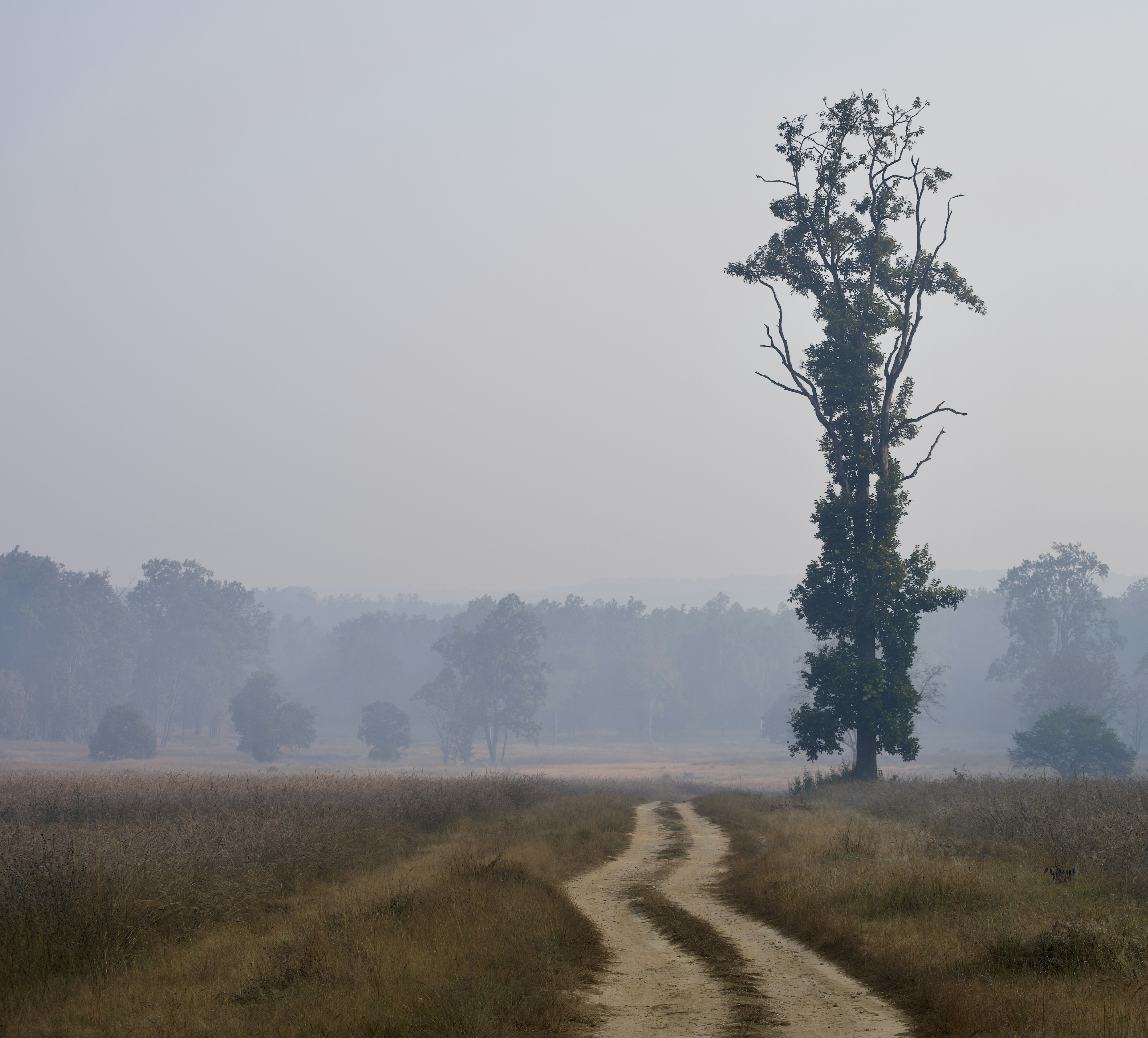A lone tree stands tall beside a winding dirt road, shrouded in morning mist and surrounded by a tranquil landscape. The soft hues of the environment evoke a sense of calm and solitude.