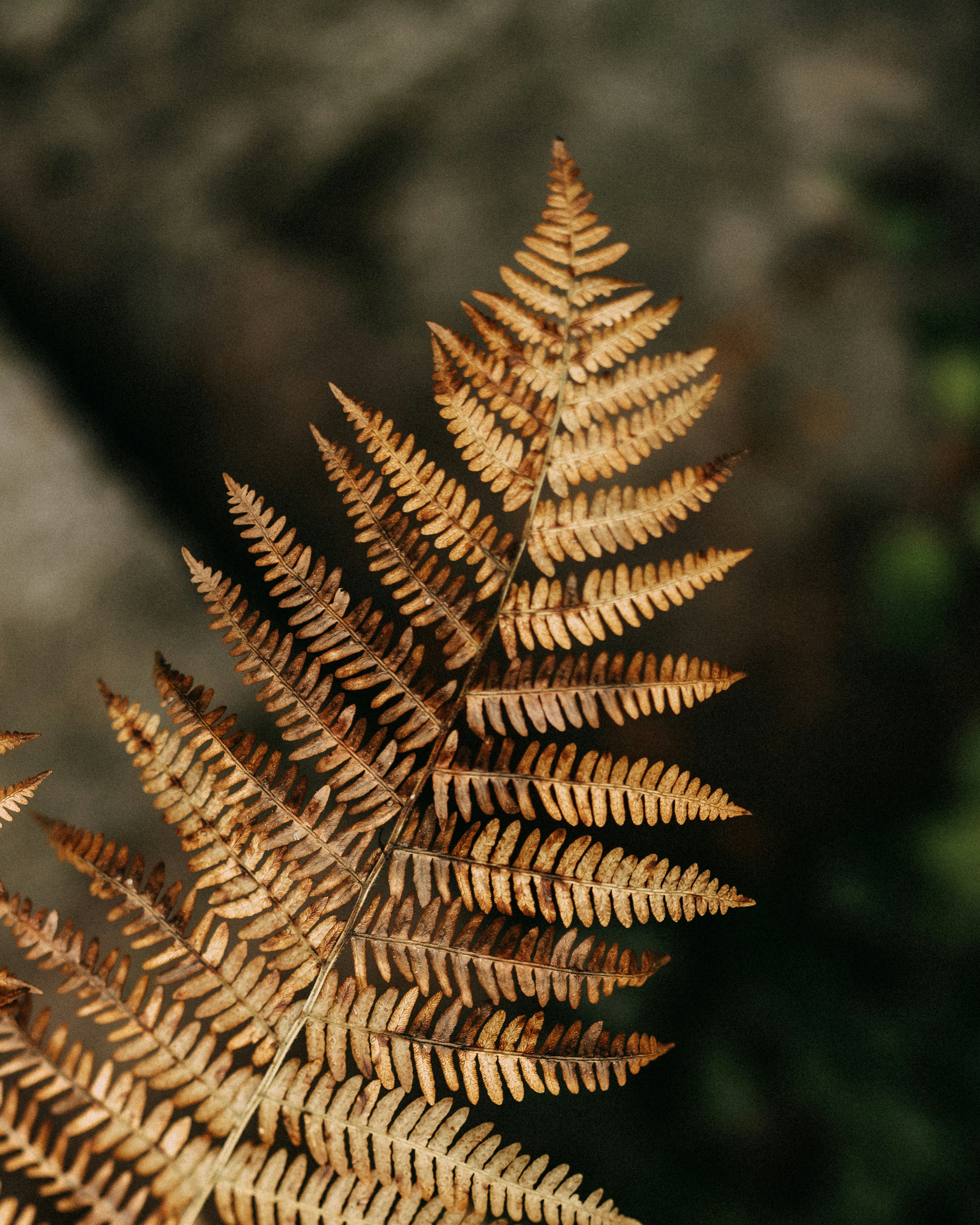 A close-up of a golden fern leaf, showcasing intricate details and textures against a blurred natural backdrop.
