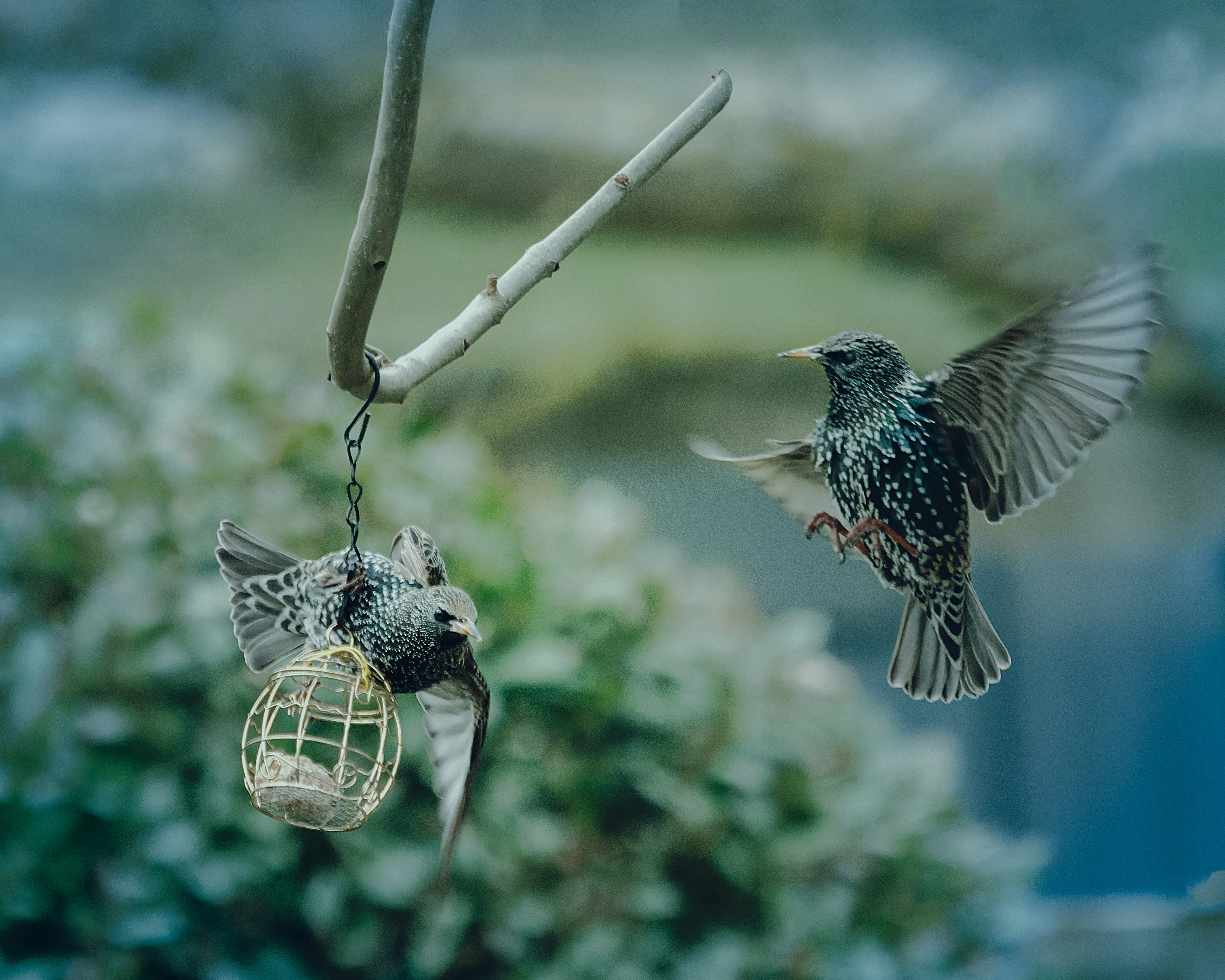 A couple of birds flying next to a bird feeder photo – Free Bird Image ...