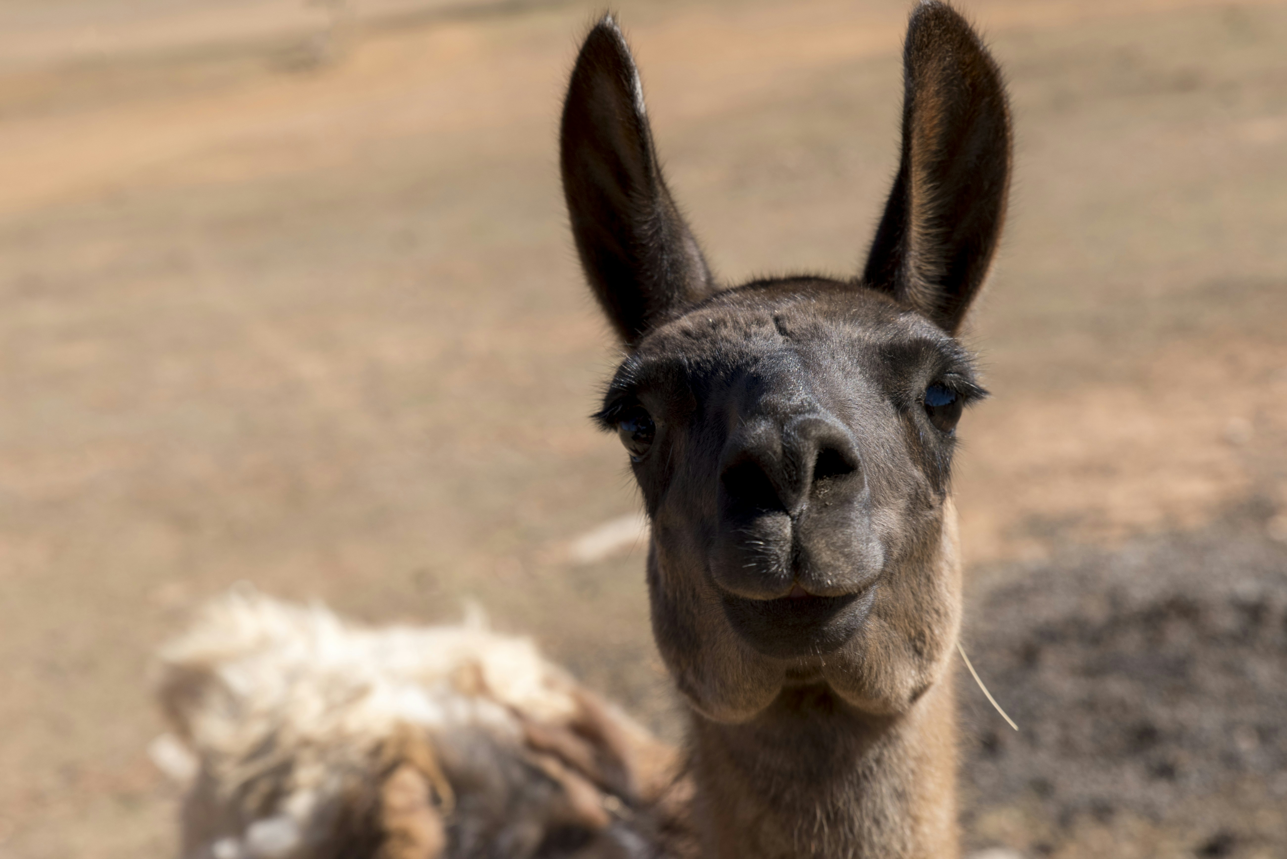 Curious Llama in the Sunlight