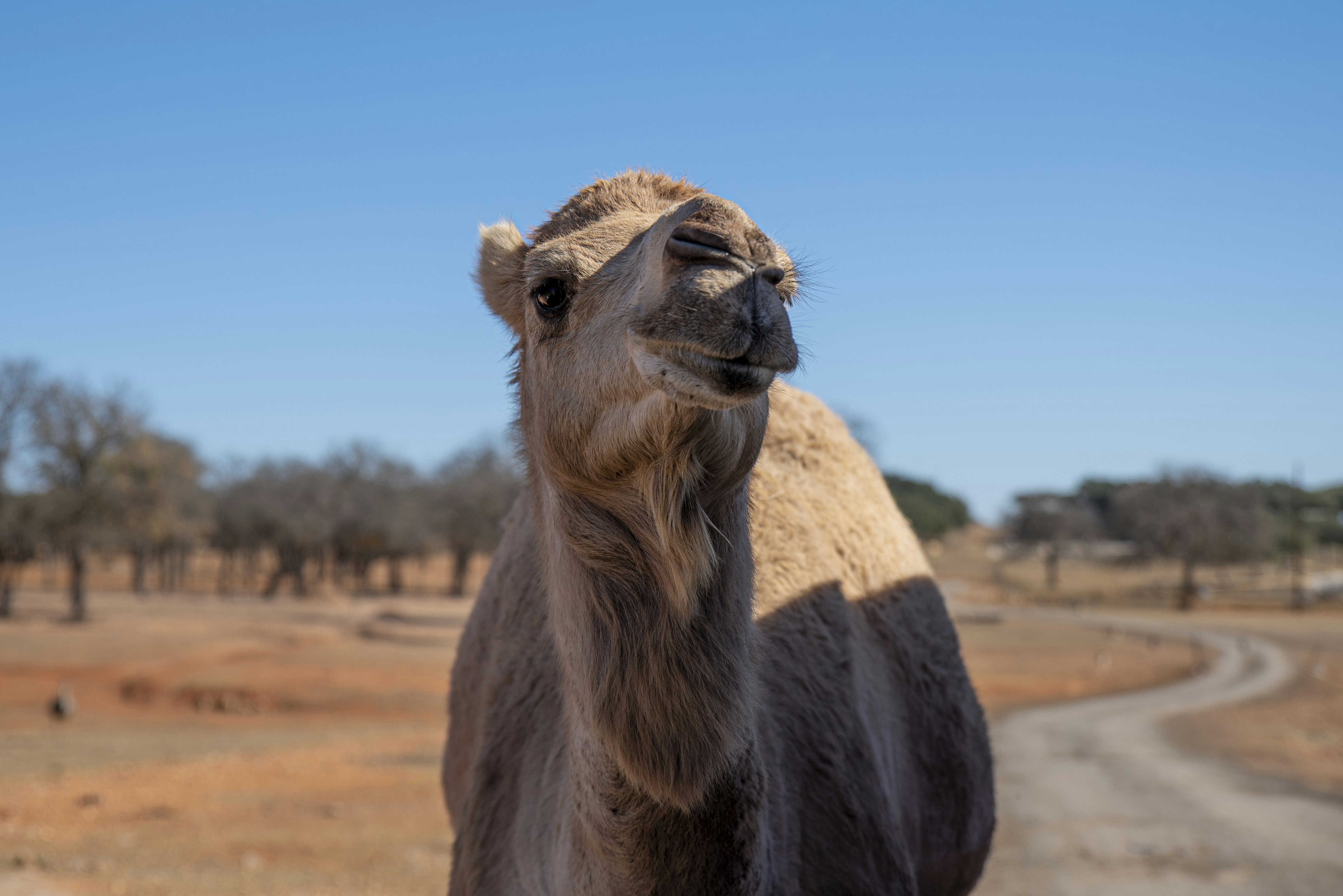 A close up of a camel on a dirt road photo – Free Camel Image on Unsplash