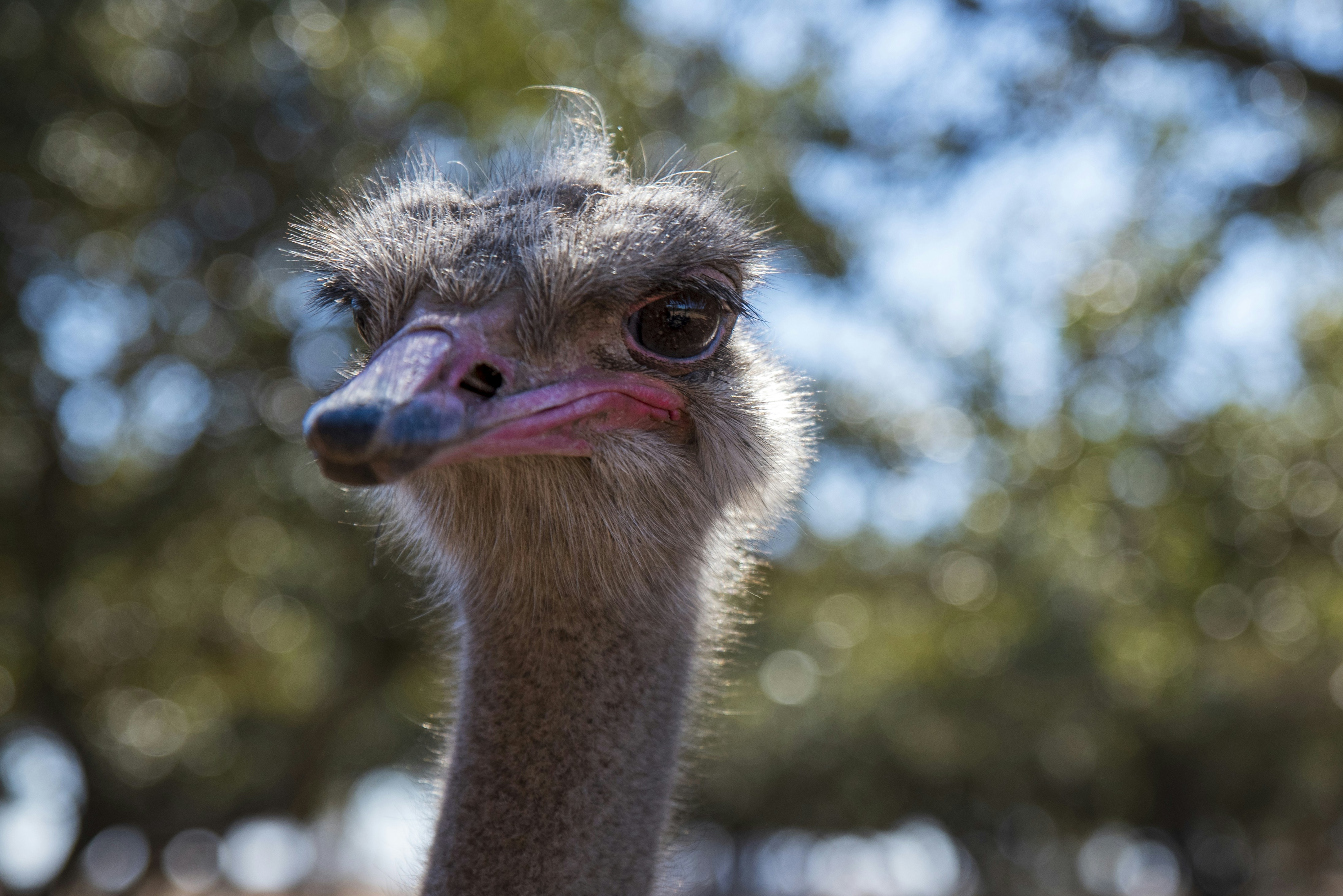 Ostrich Gaze in Sunlit Bokeh: A Portrait of Curiosity