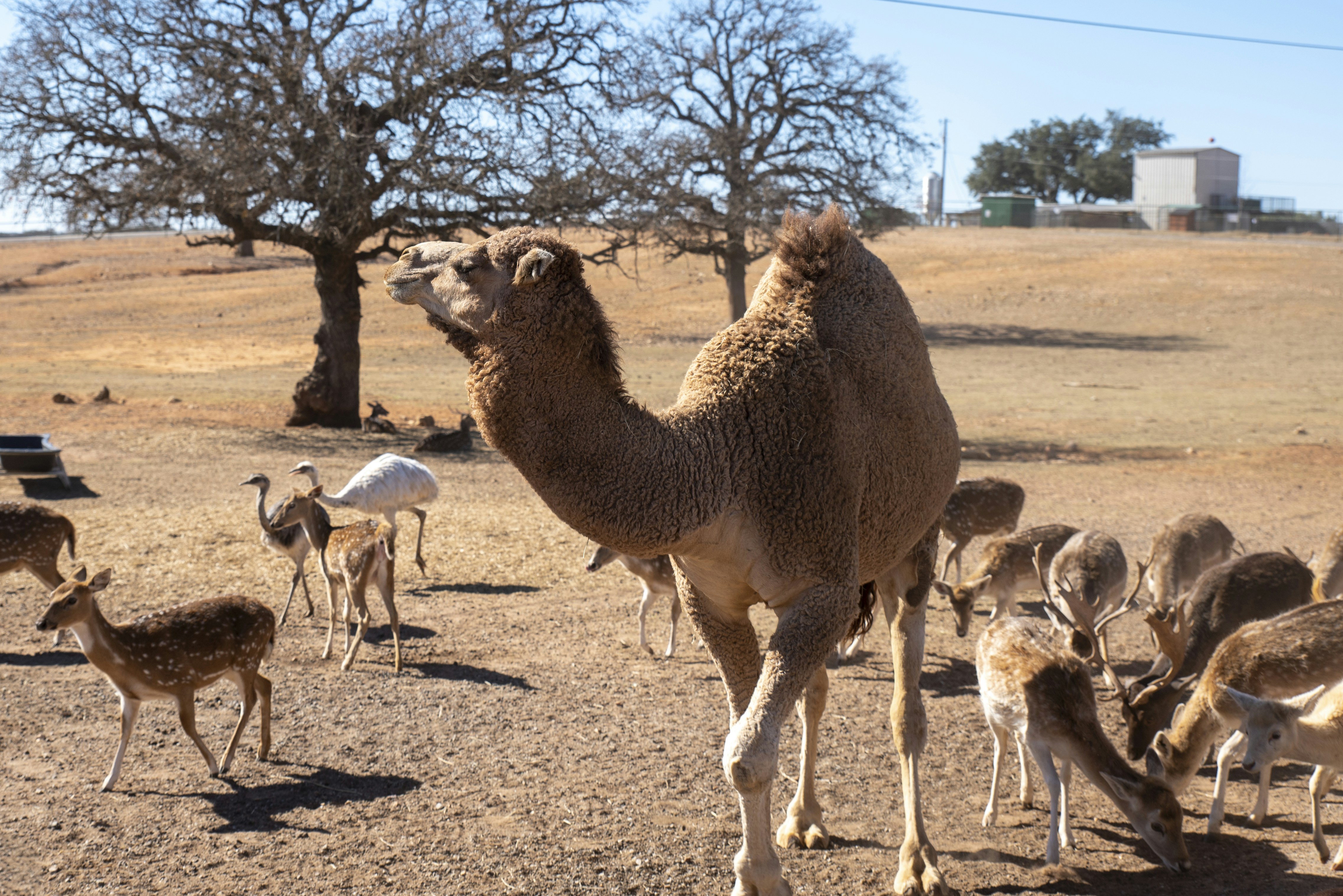 A group of animals that are standing in the dirt photo – Free Farming ...