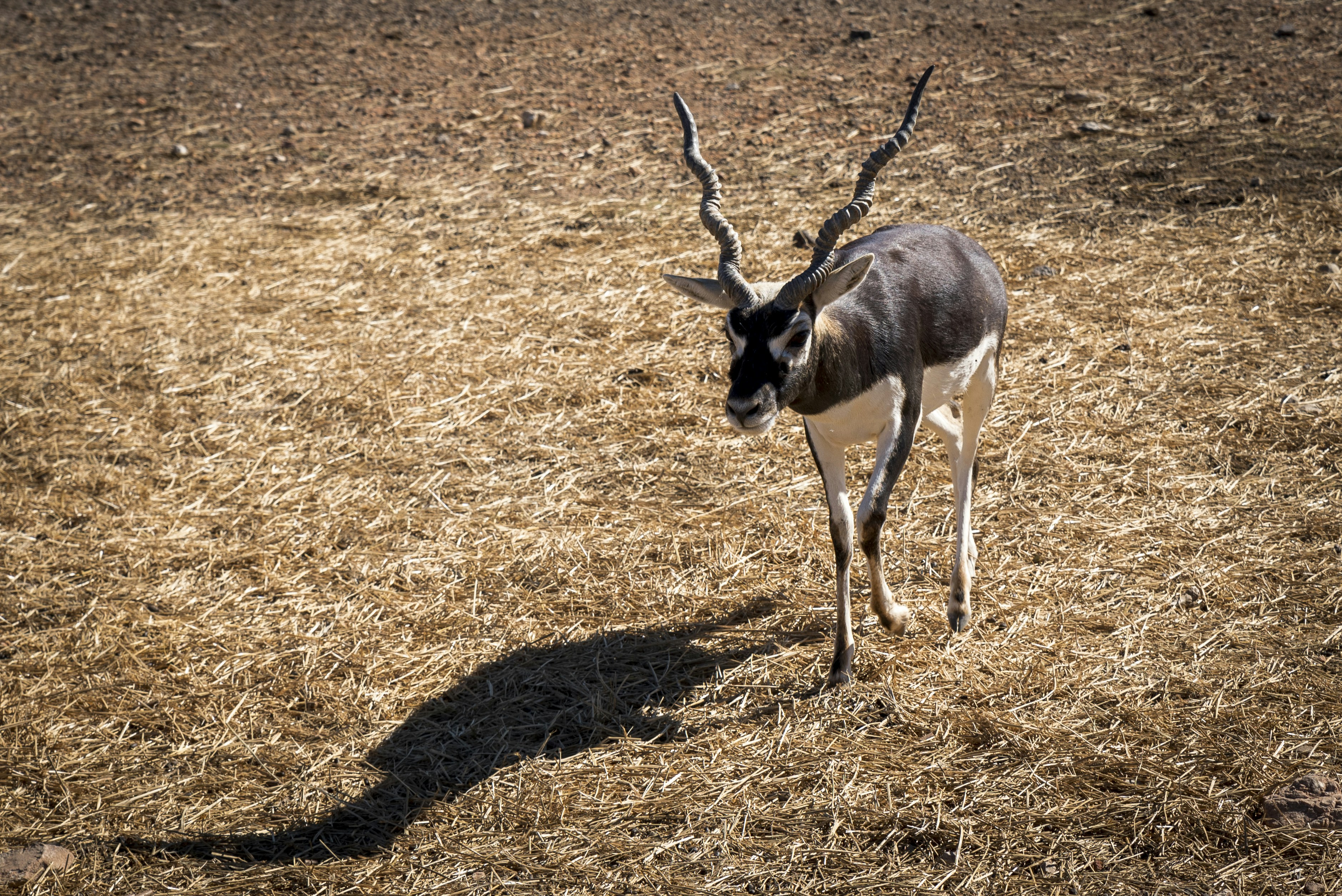 A small antelope standing in a dry grass field photo – Free Animal ...