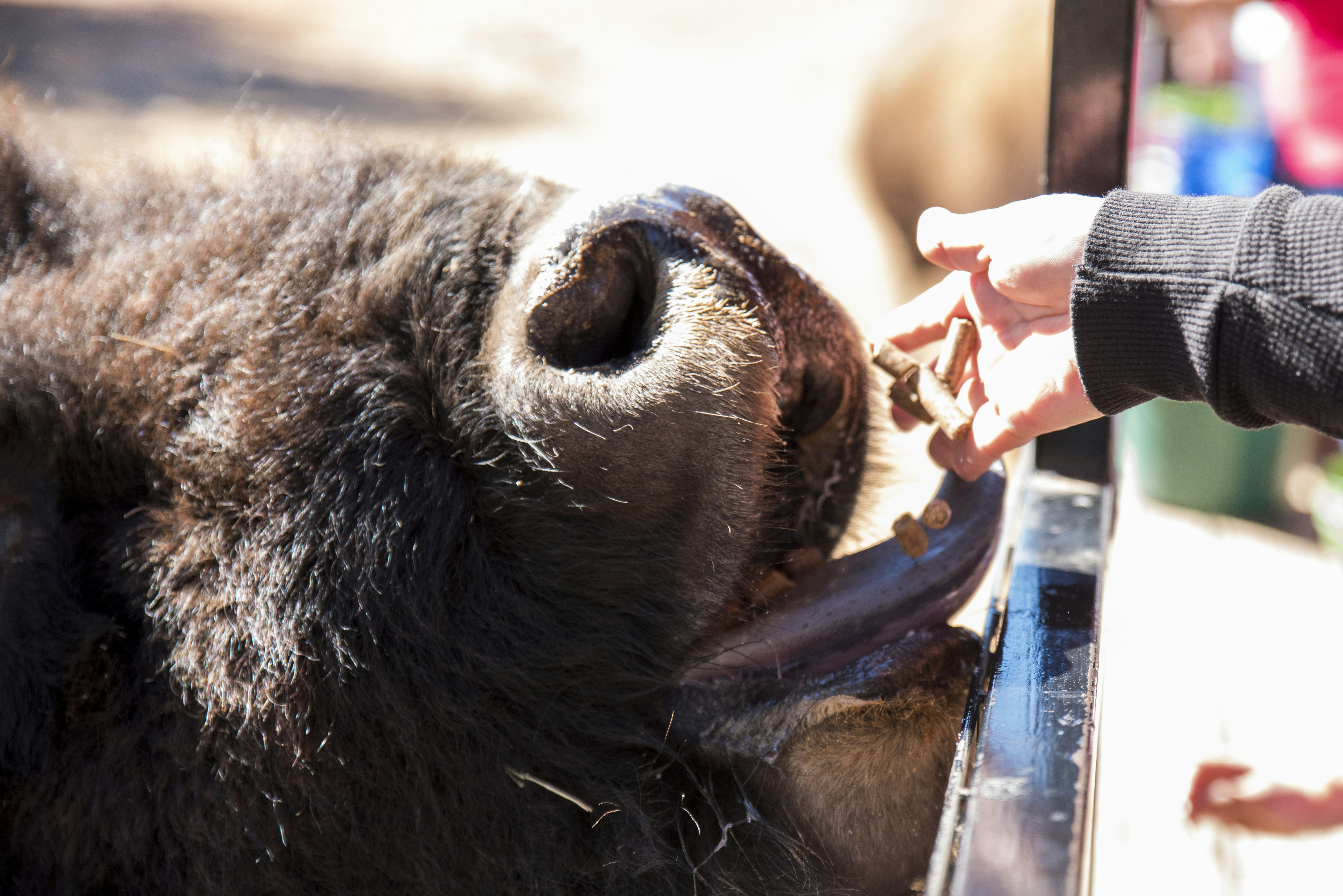 A close up of a person feeding a cow photo – Free Snout Image on Unsplash