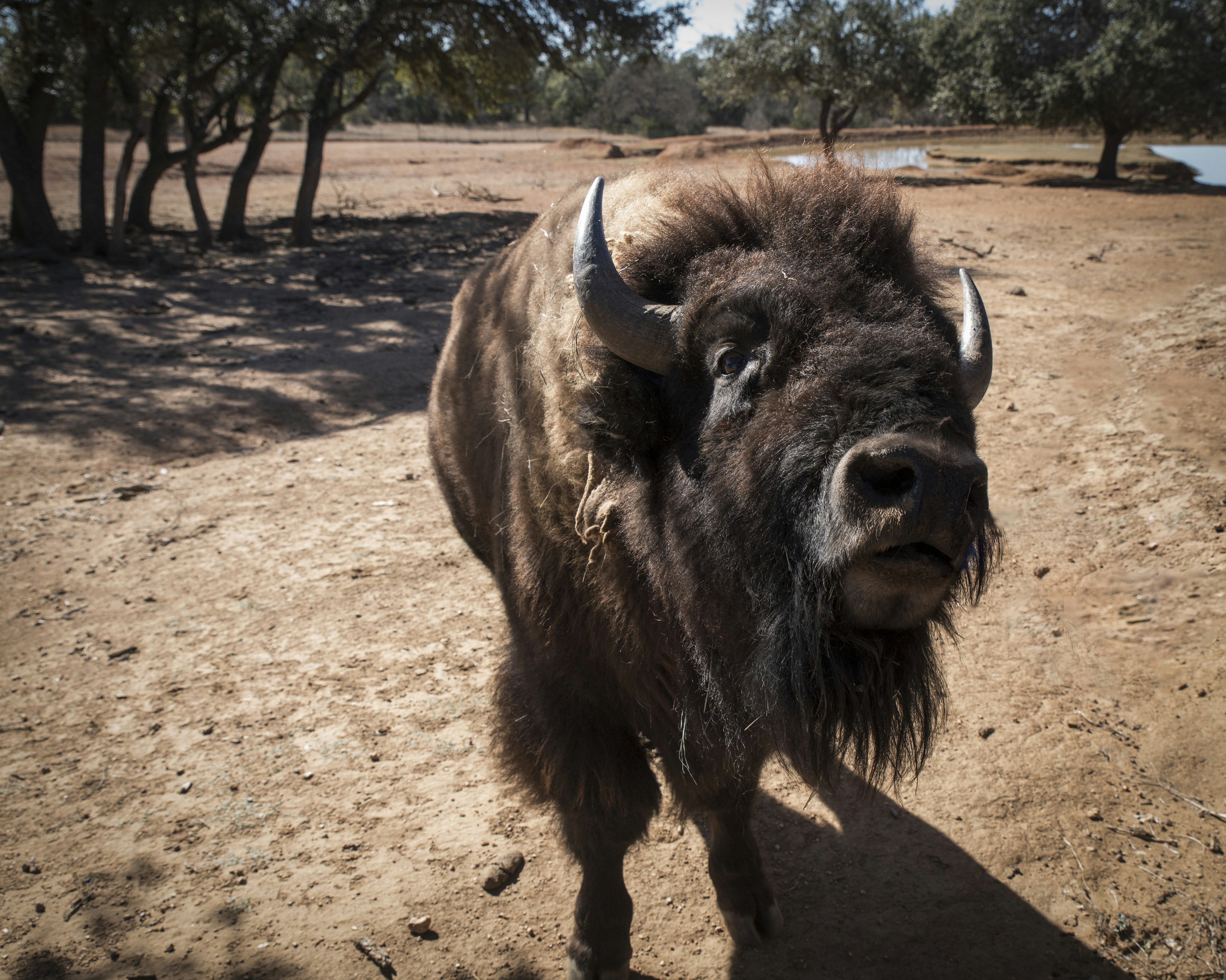 World Record Bison