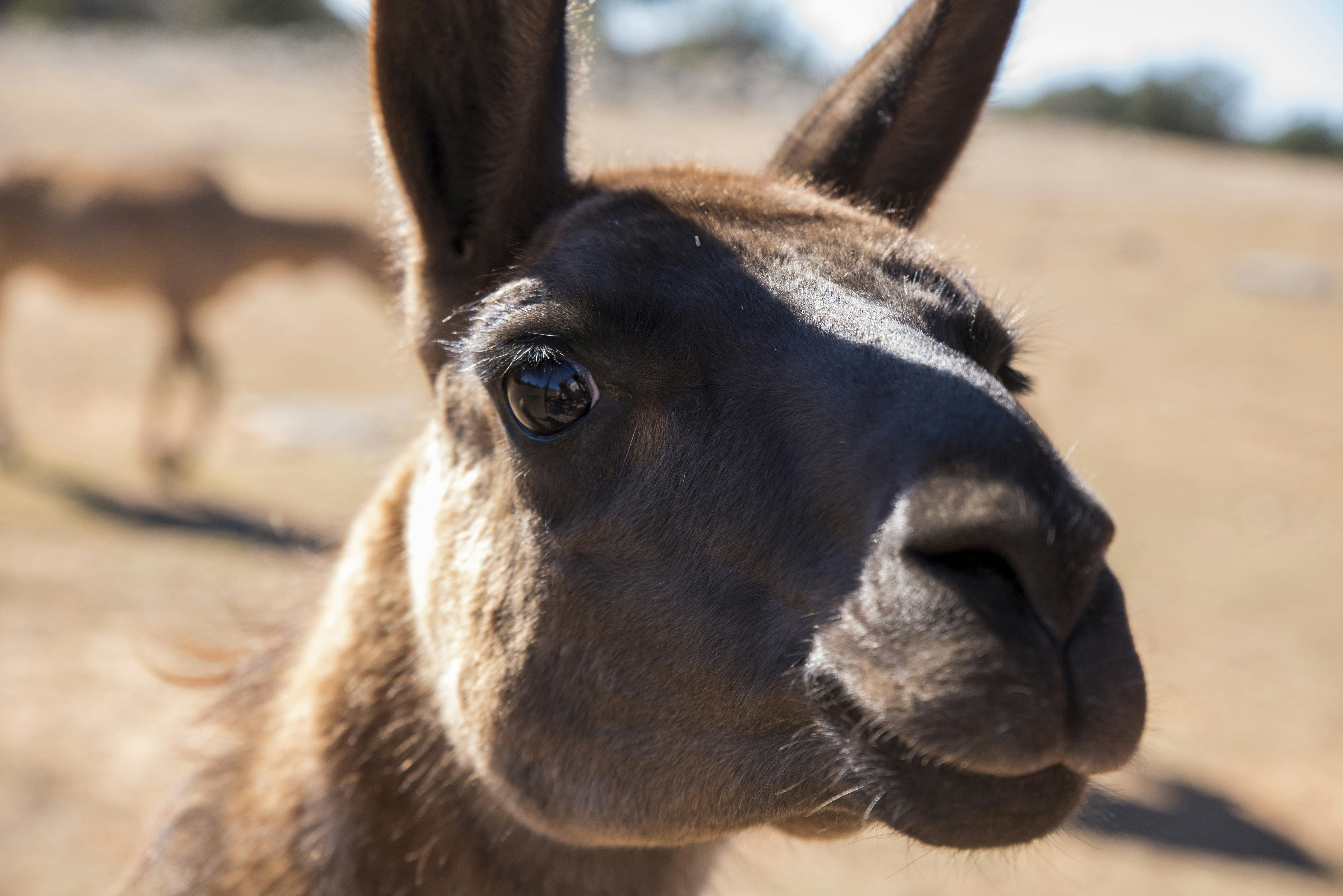 A close up of a donkey looking at the camera photo – Free Headshot ...