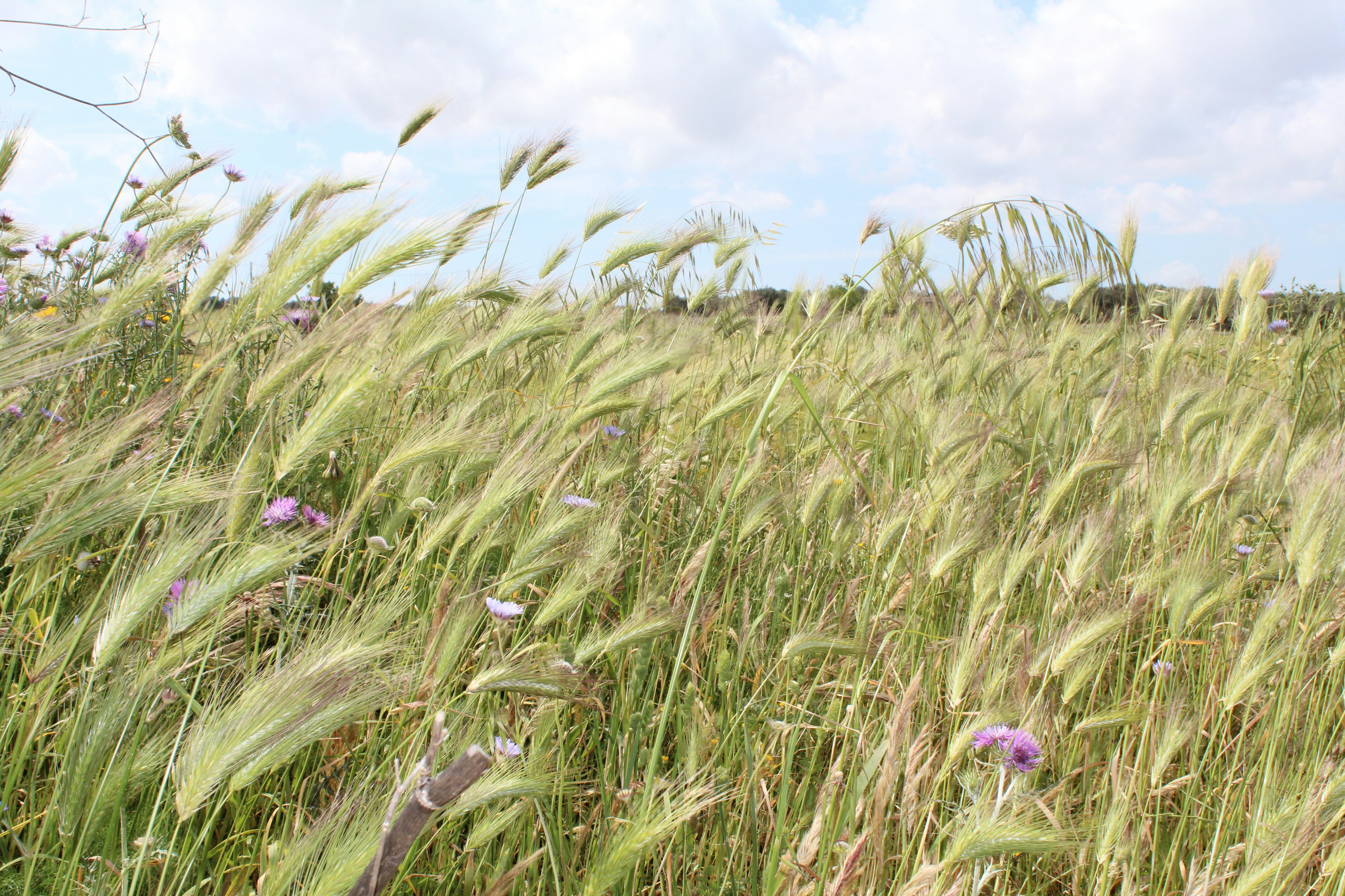 Tall grasses swaying gently under a bright sky with scattered clouds.