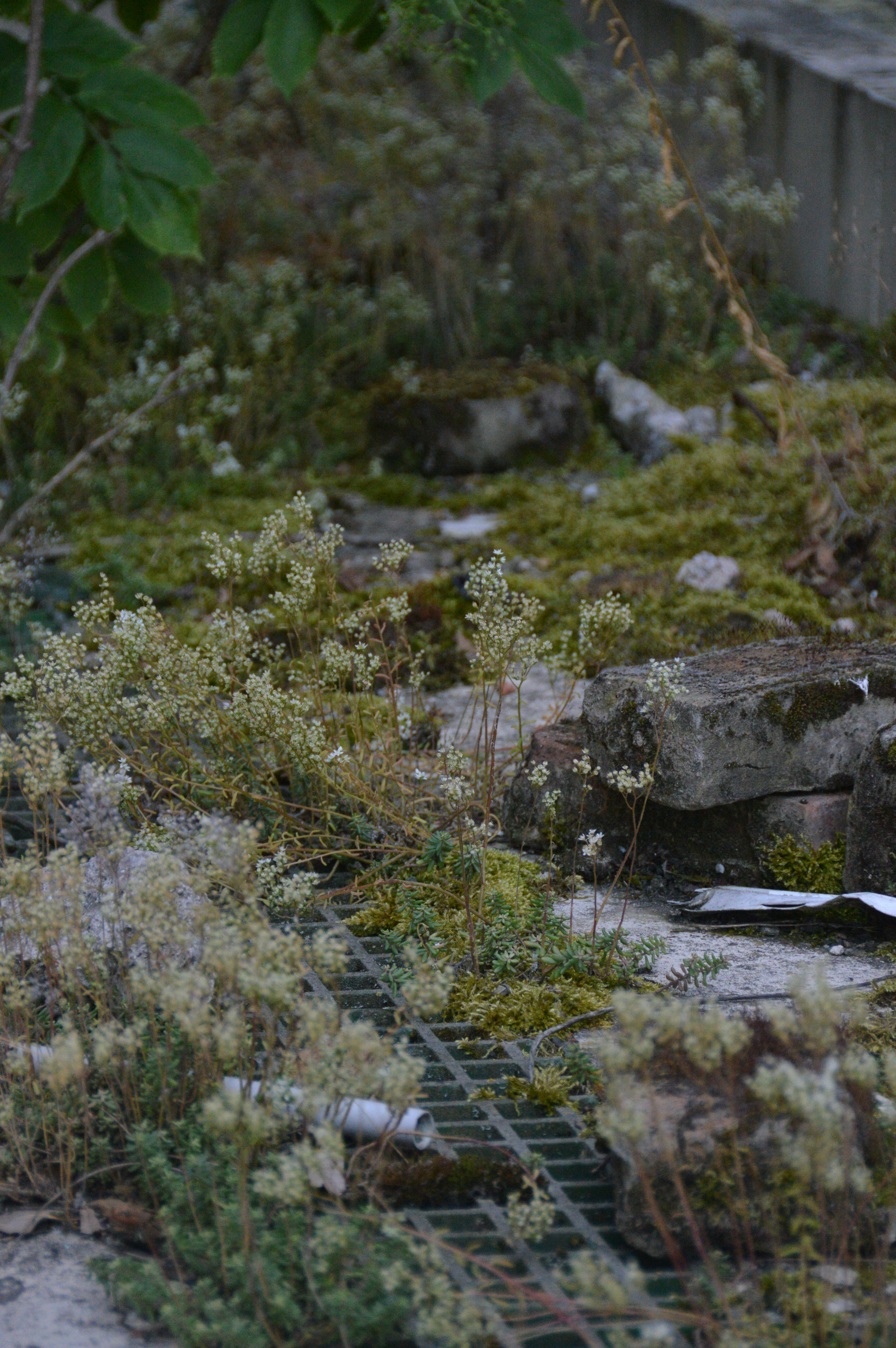 Nature's Quiet Resilience on Urban Ruins