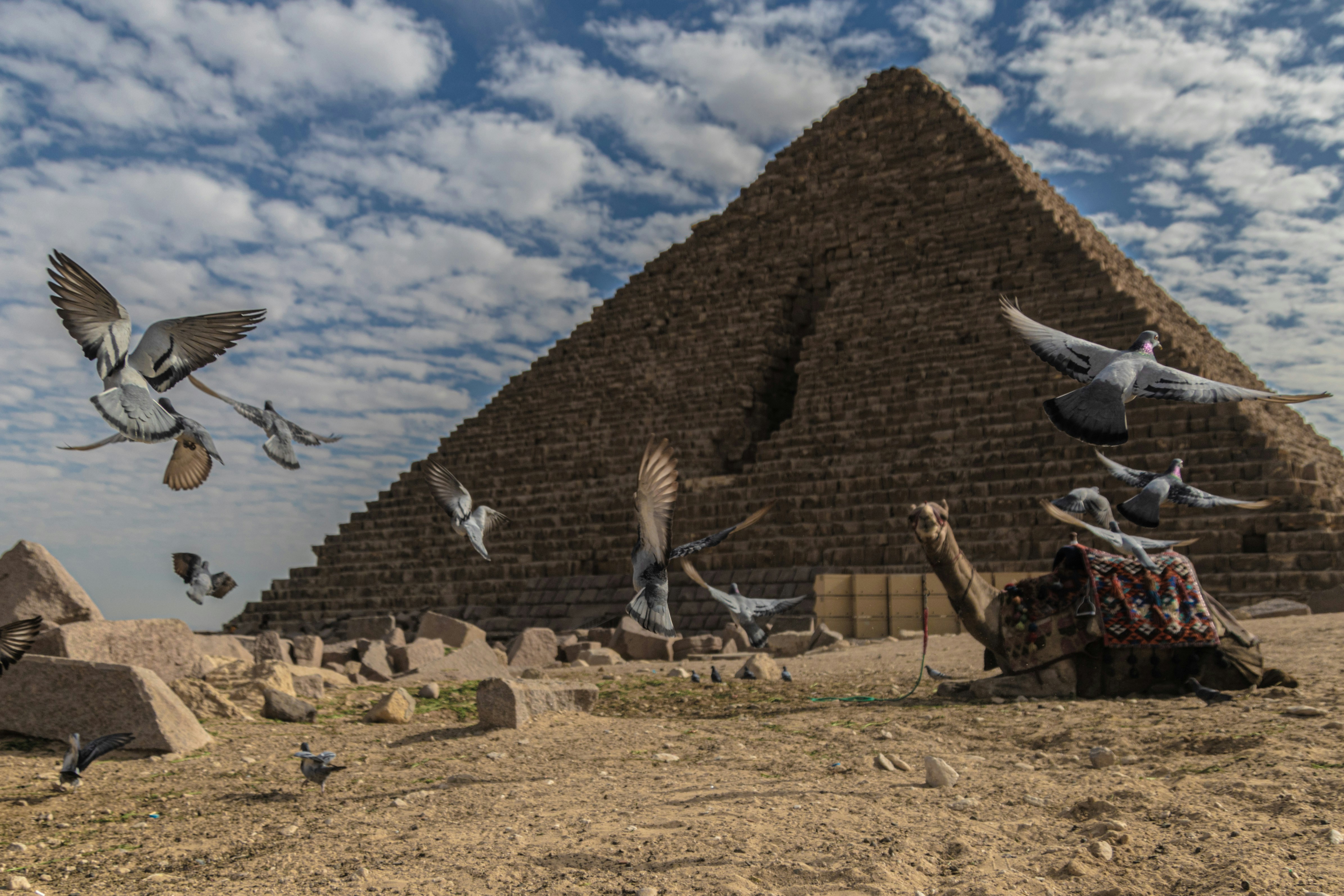 A group of birds flying around a pyramid photo – Free Pyramids giza ...